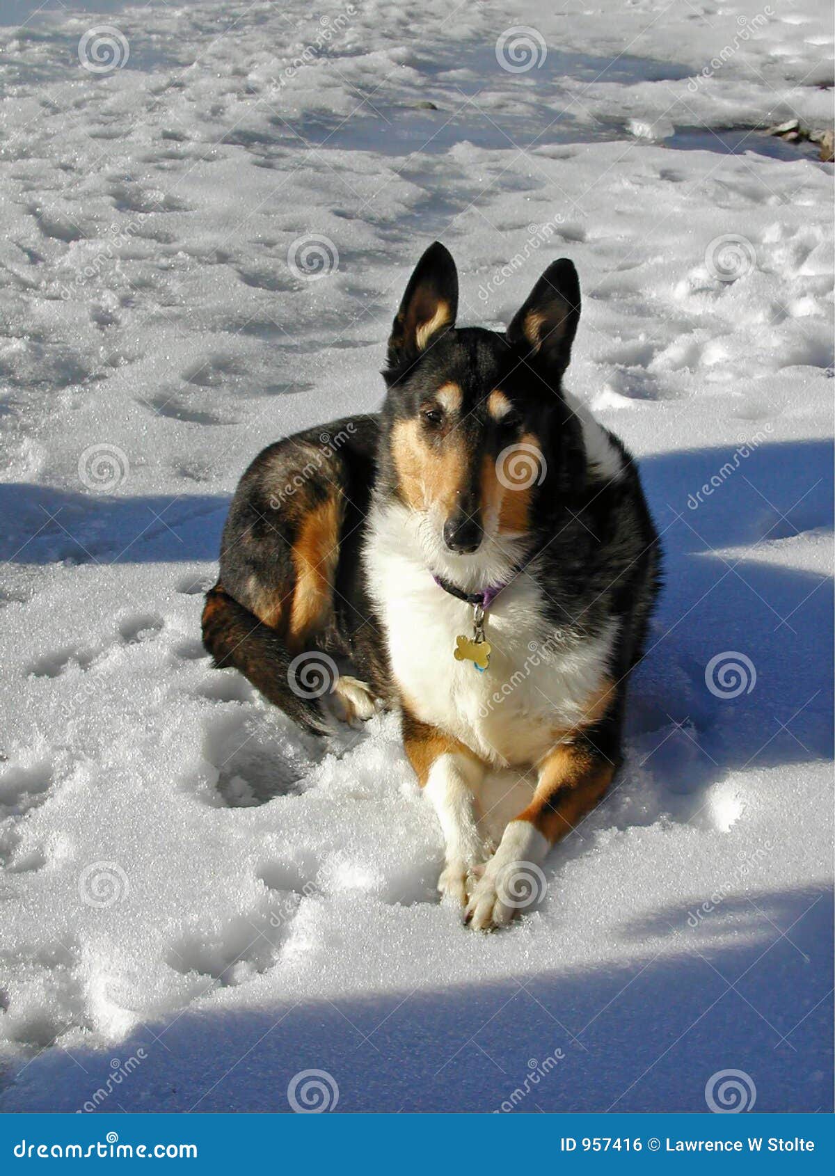 Collie on the Snow stock photo. Image of colorful, smooth - 957416