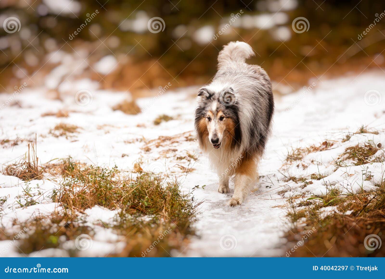 Collie walking in the snow stock image. Image of spring - 40042297