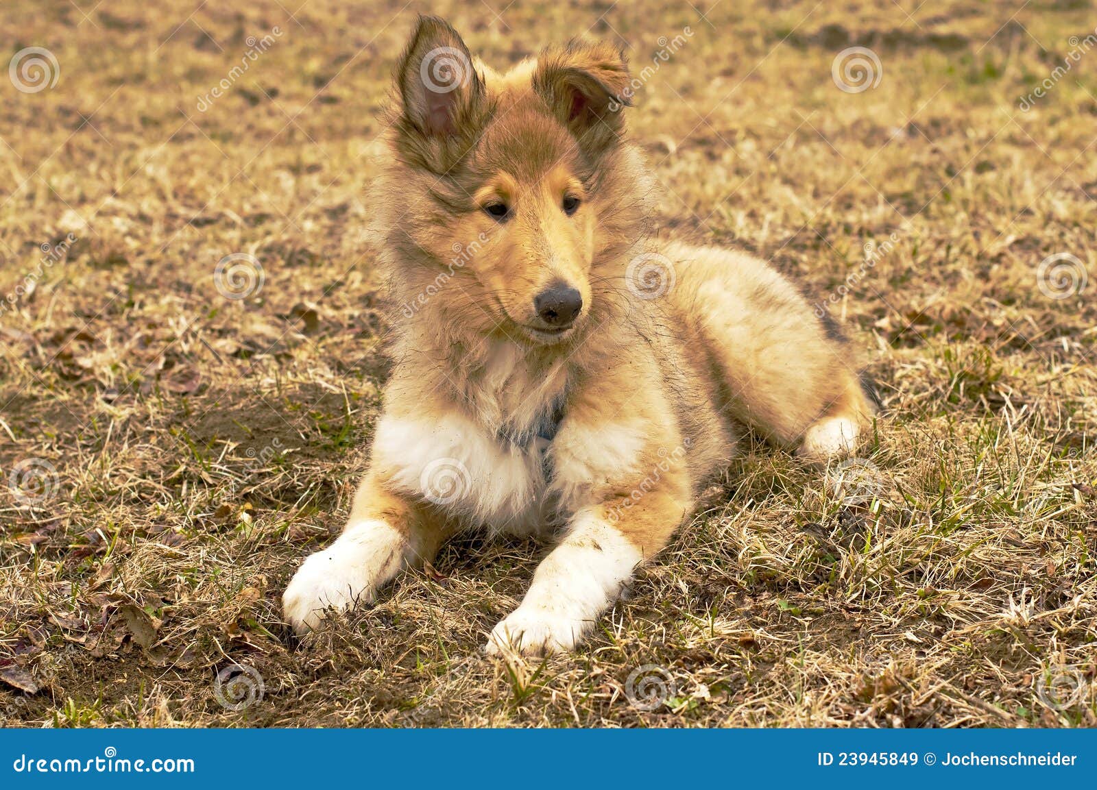 Collie whelp stock image. Image of collie, adorable, bred - 23945849