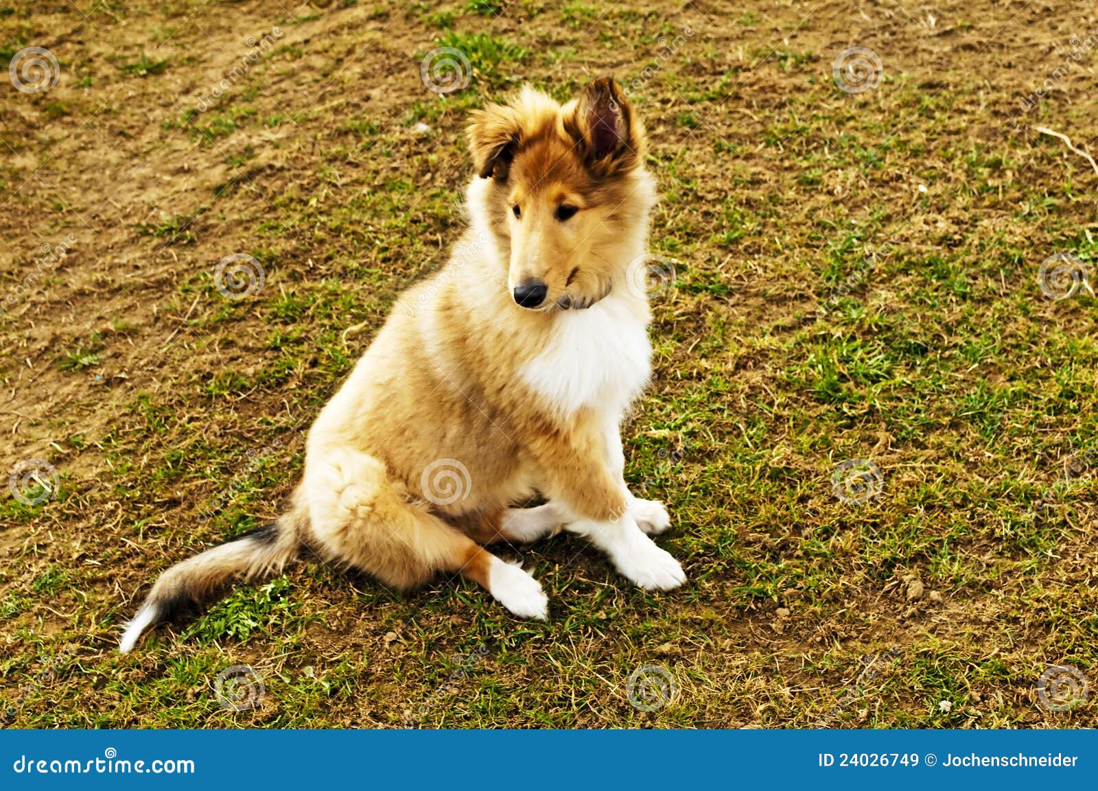 Collie whelp stock image. Image of bred, pedigreed, shepherd - 24026749