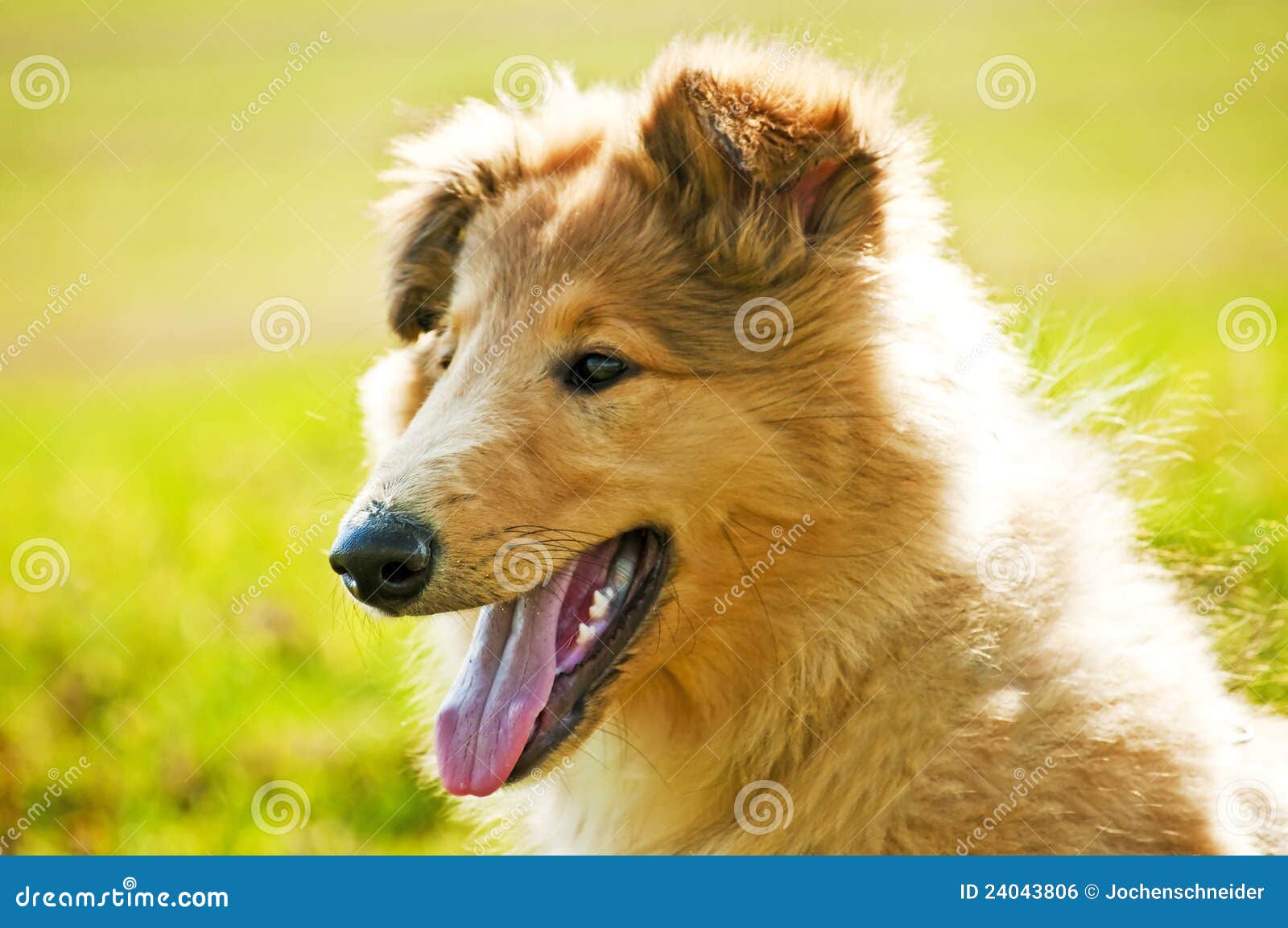 Collie whelp stock photo. Image of young, whelp, shepherd - 24043806