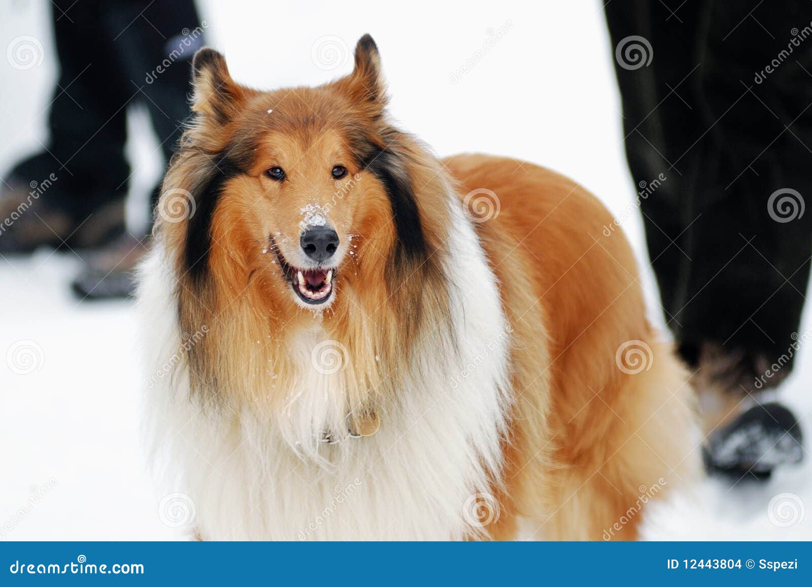 Collie on a winter stroll stock photo. Image of loyalty - 12443804