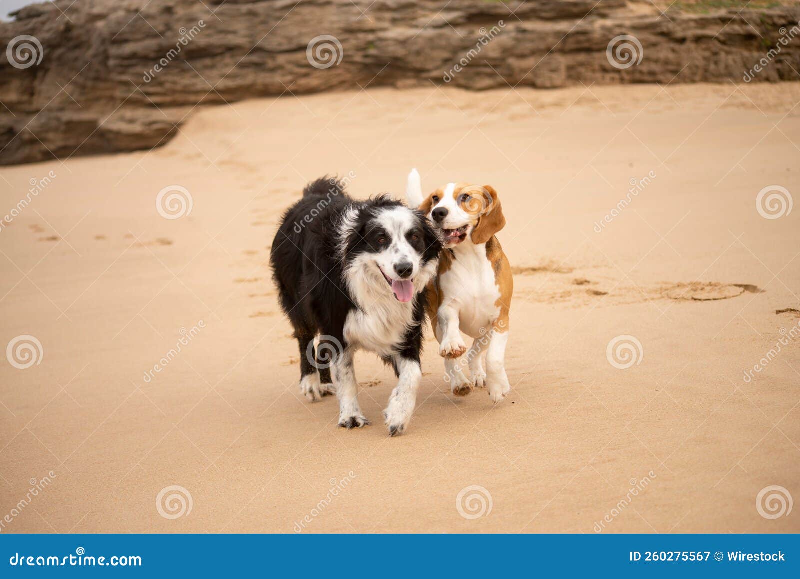 Collies Playing Together in a Sandy Beach Stock Image - Image of beach ...