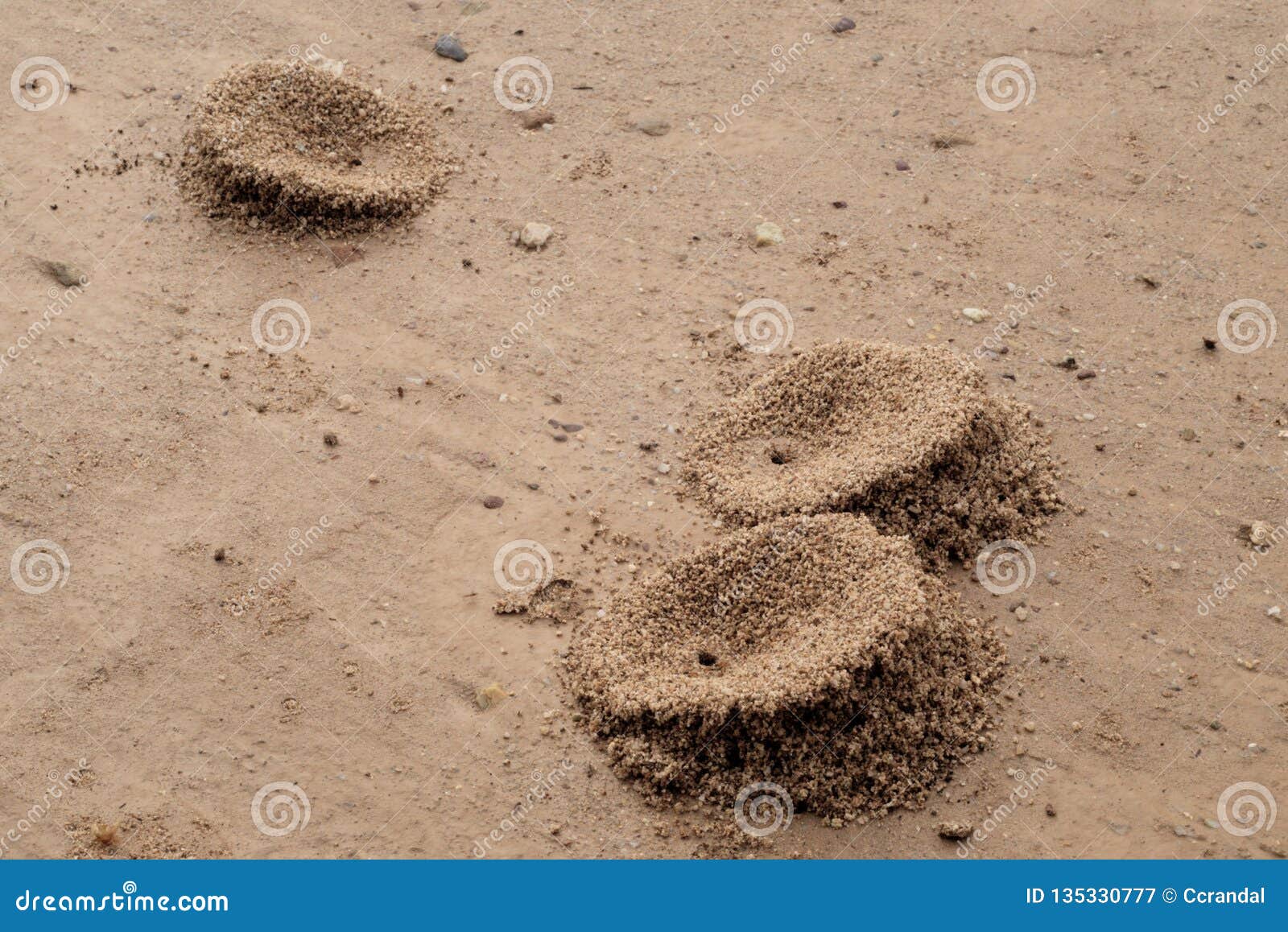 Colline D'insecte De Sable De 472 Textures Image stock - Image du forme ...