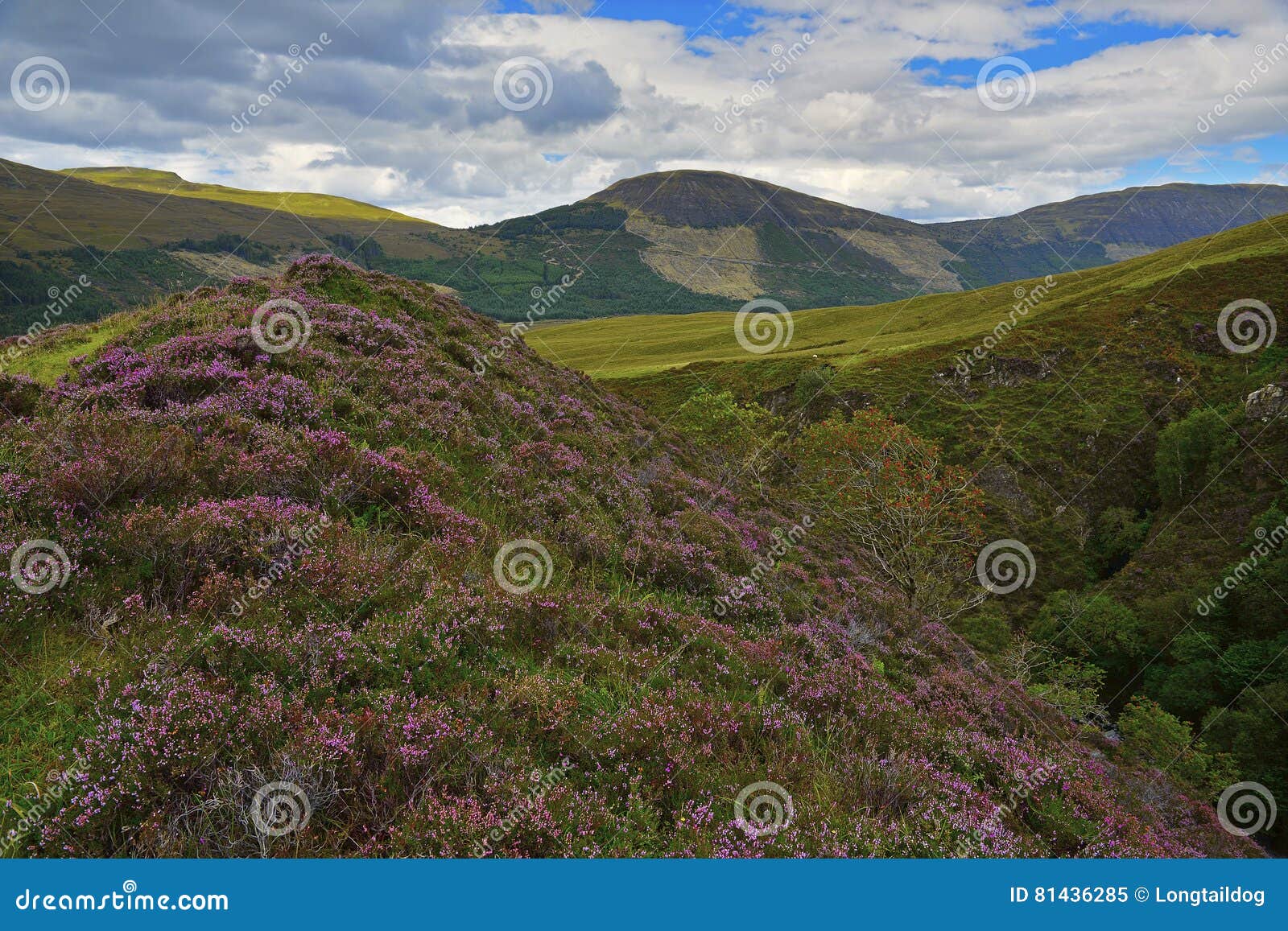 Colline Dell'erica Della Scozia Immagine Stock - Immagine di scozia ...