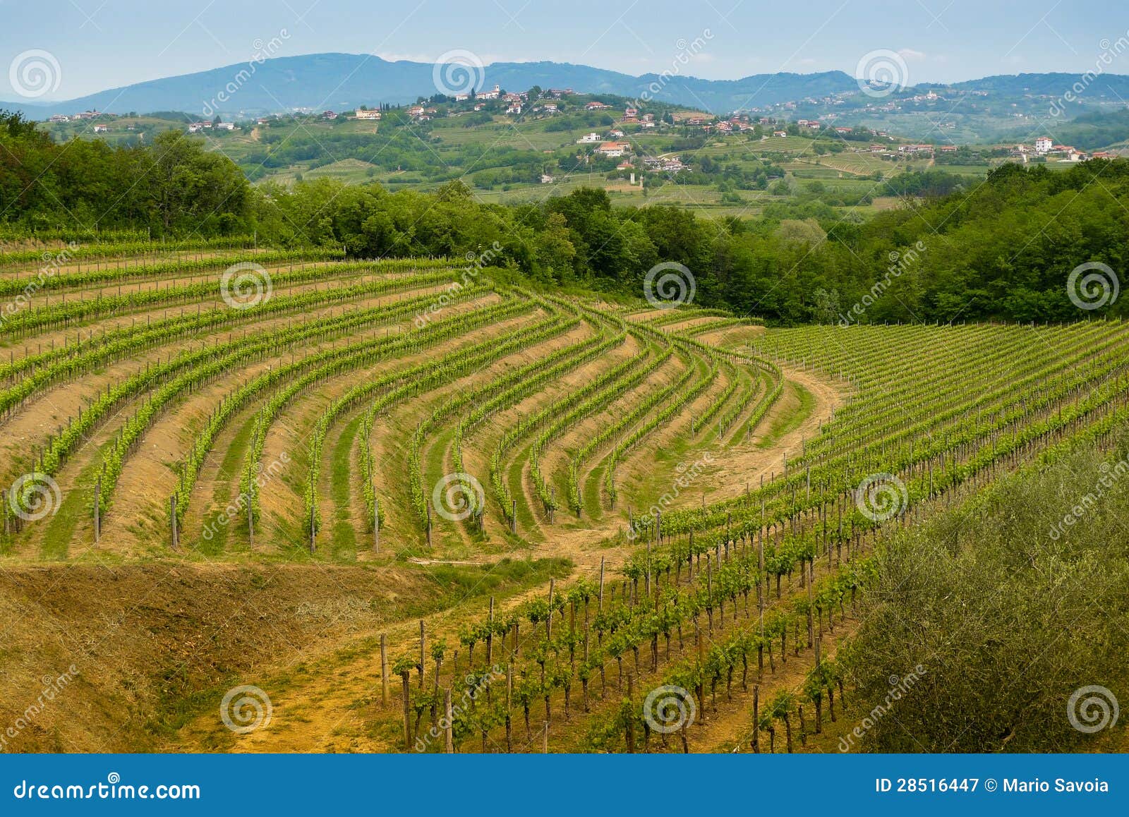 Collio vineyards stock image. Image of friuli, beauty - 28516447