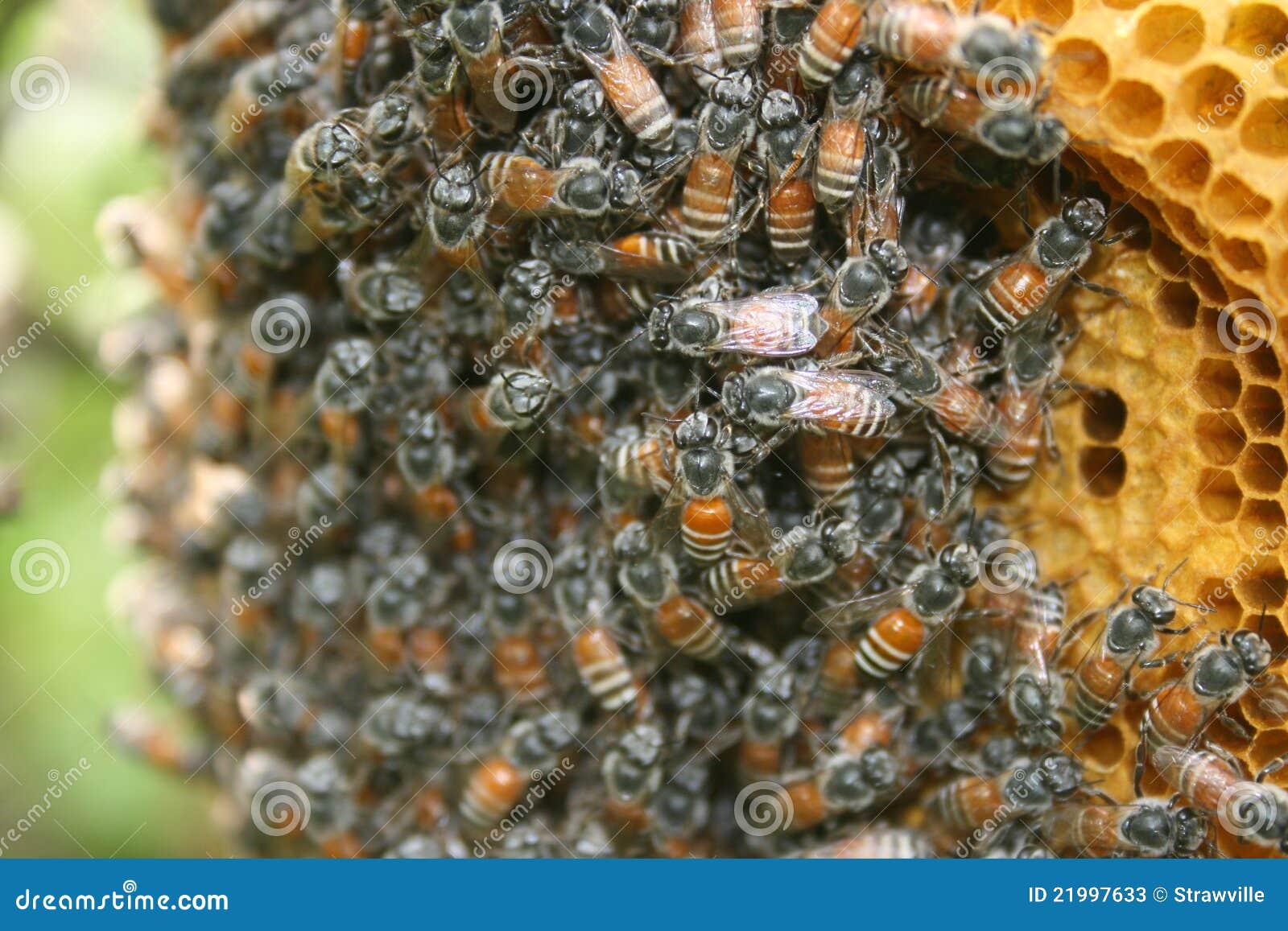 Colmeia com abelhas imagem de stock. Imagem de enxame - 21997633