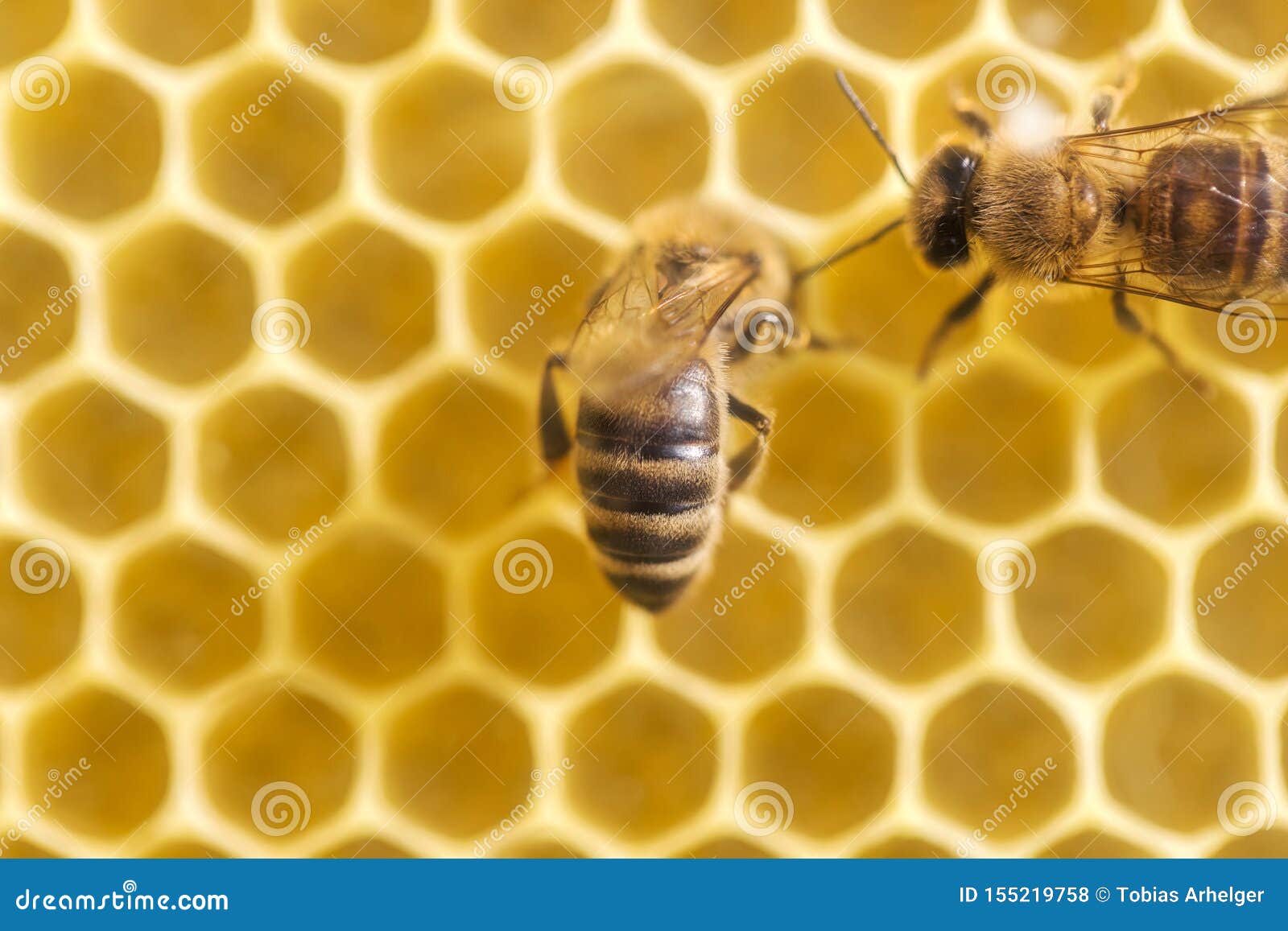 Colmeia com muitas abelhas foto de stock. Imagem de alaranjado - 155219758