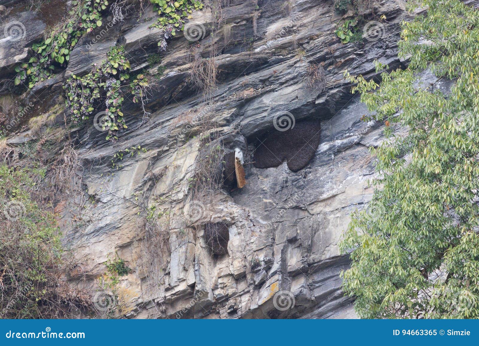 Colmeia Himalaias Da Abelha Do Mel Imagem de Stock - Imagem de quadros ...