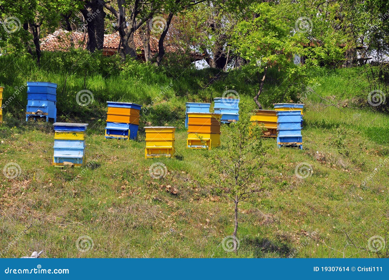 Colmena foto de archivo. Imagen de frunce, colorido, racimo - 19307614