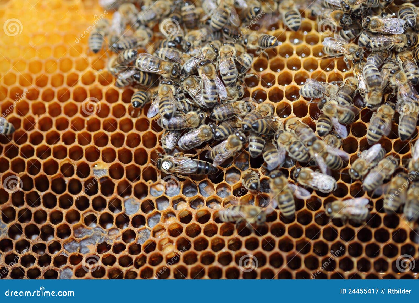 Colmena imagen de archivo. Imagen de honrado, eficacia - 24455417