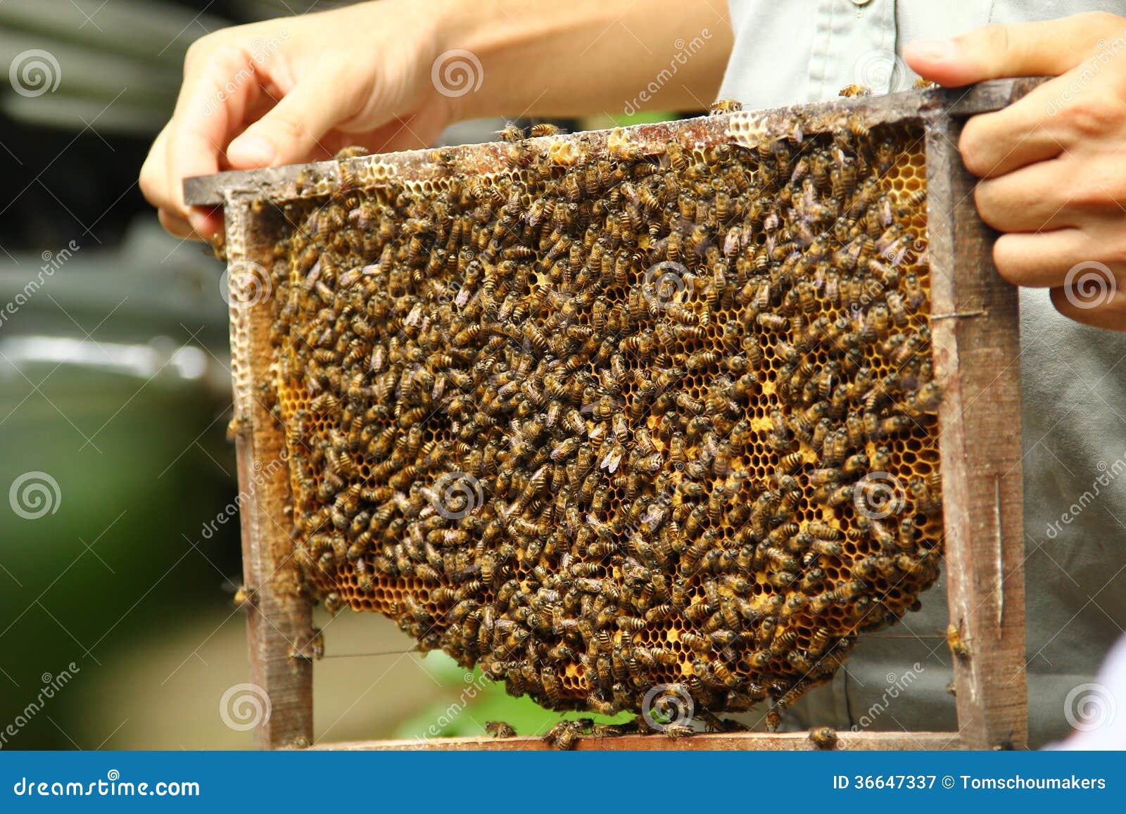 Colmena imagen de archivo. Imagen de abejas, colmenas - 36647337