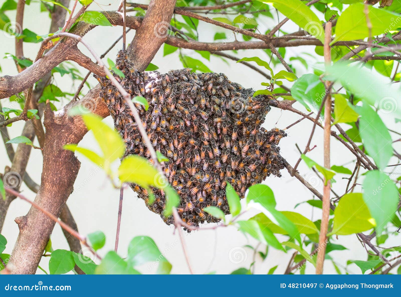 Colmena imagen de archivo. Imagen de insecto, abeja, flor - 48210497