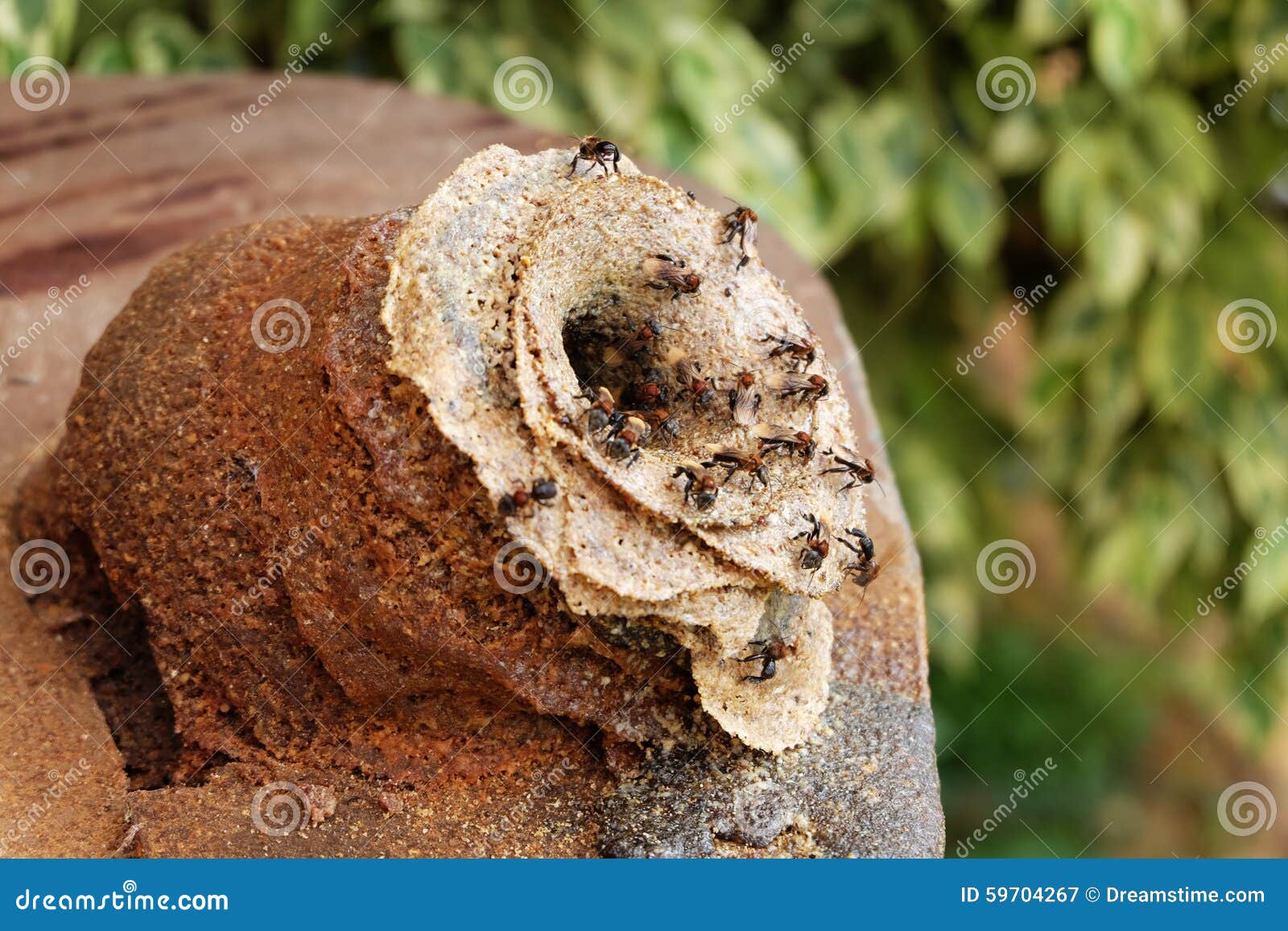 Colmena imagen de archivo. Imagen de asia, vivo, fresco - 59704267