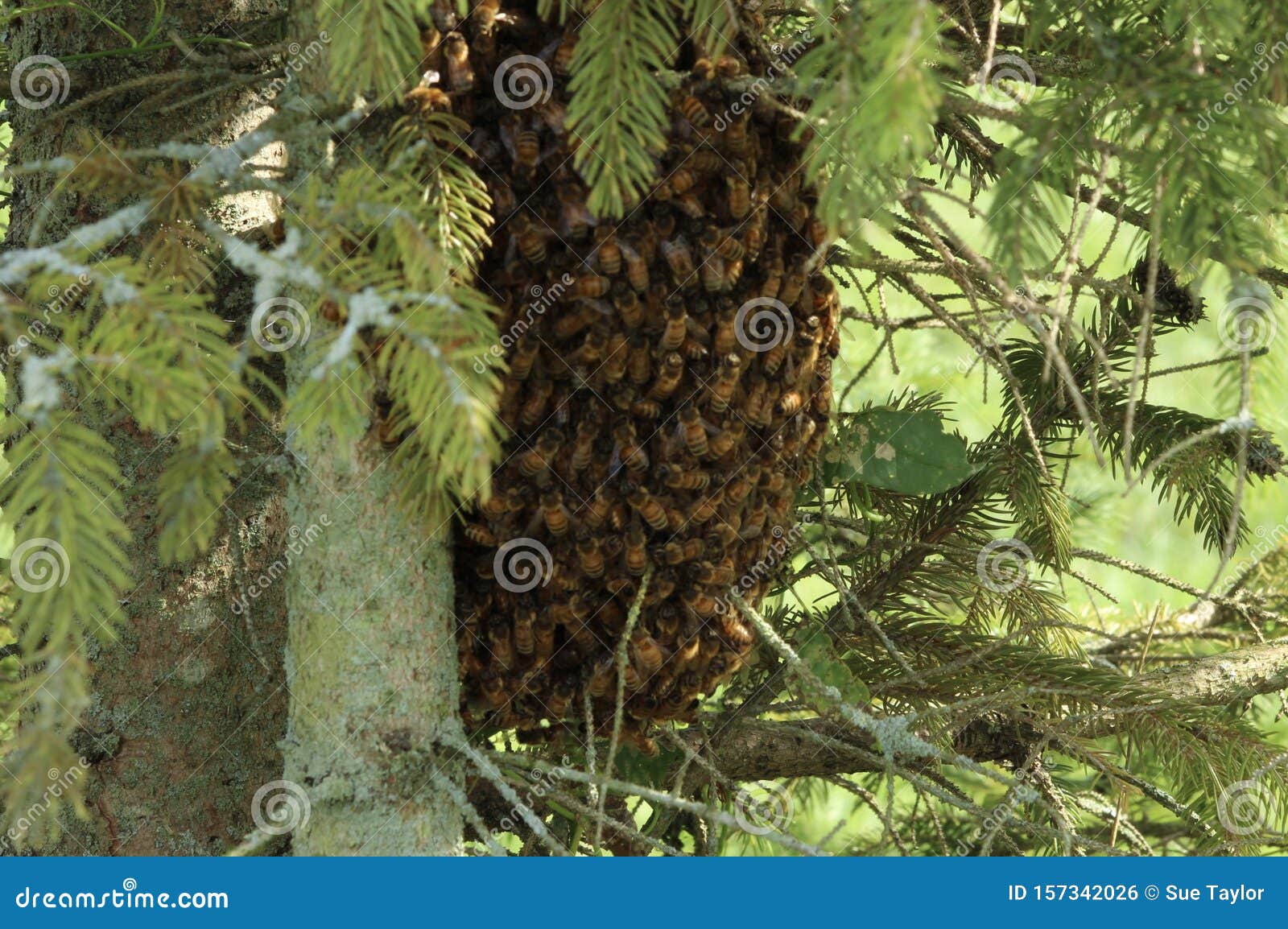 Colmena De Abejas En Un Pino Foto de archivo - Imagen de bicho, peine ...