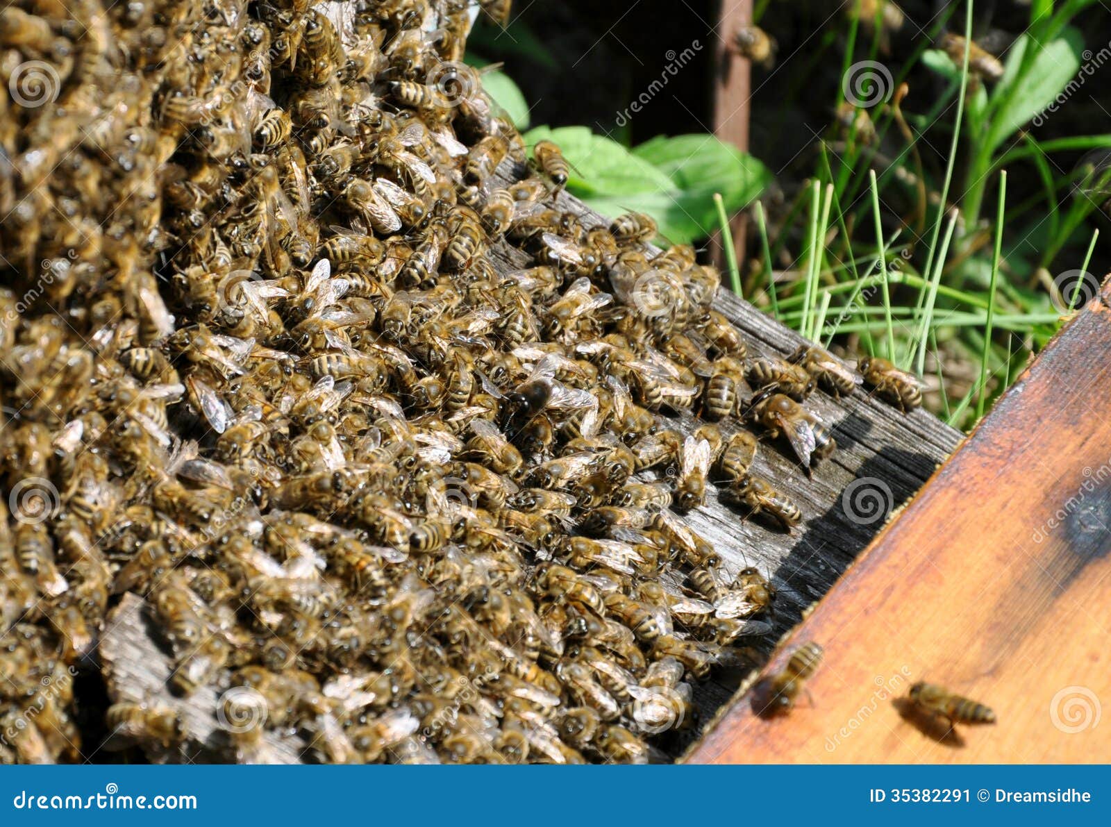 Colmena De La Abeja Con Las Abejas Imagen de archivo - Imagen de cubo ...