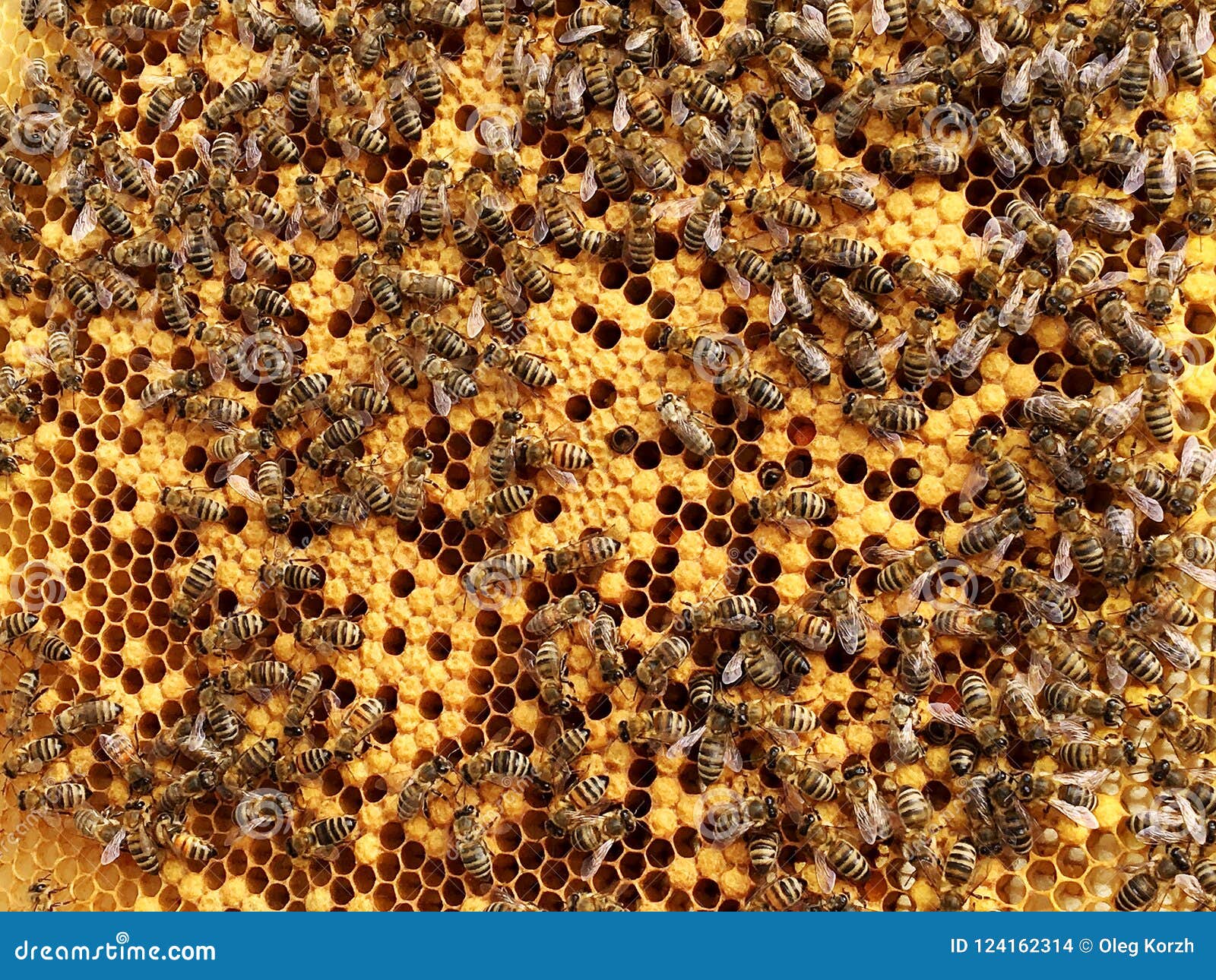 Colmena De La Abeja Llenada De La Miel De Oro Foto de archivo - Imagen ...