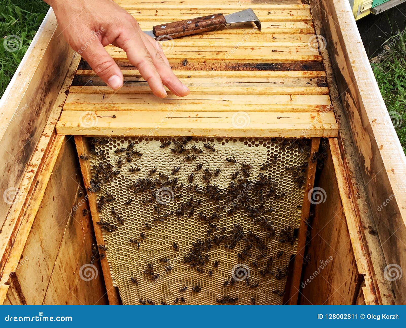 Colmena De La Abeja Llenada De La Miel De Oro Imagen de archivo ...