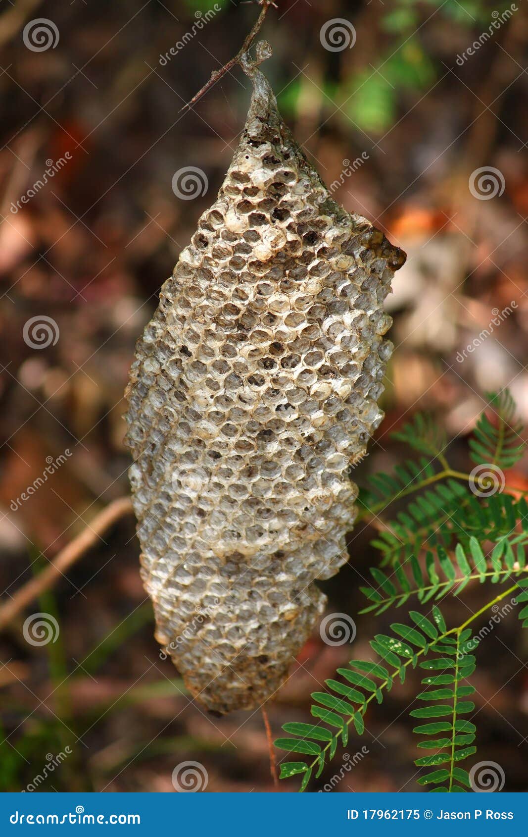 Colmena De La Abeja - Puerto Rico Imagen de archivo - Imagen de colmena ...