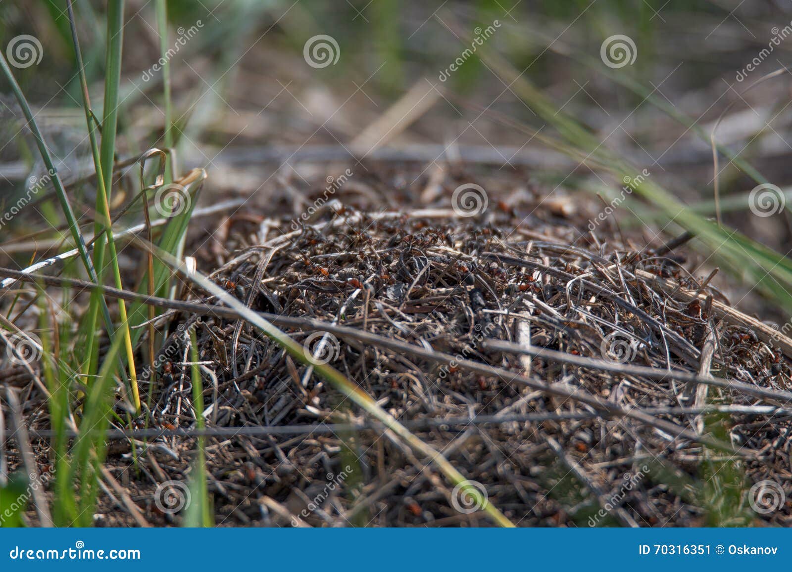 Colmena De Las Hormigas En Estepa Imagen de archivo - Imagen de cubo ...