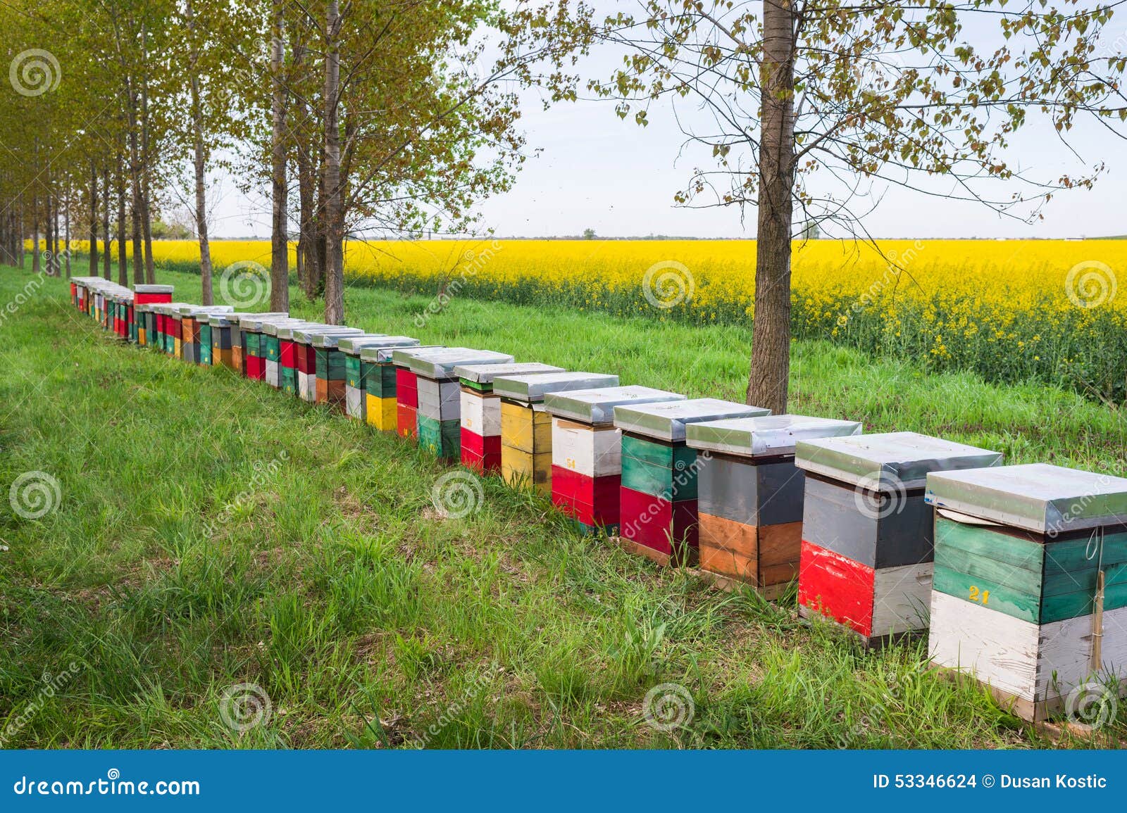 Colmena en un campo foto de archivo. Imagen de agricultura - 53346624