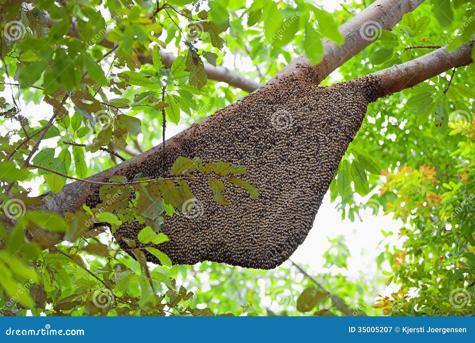 Colmena natural imagen de archivo. Imagen de miel, salud - 35005207