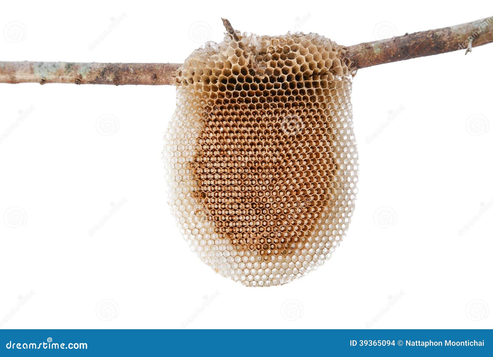 Colmena Natural Aislada En El Fondo Blanco Foto de archivo - Imagen de ...