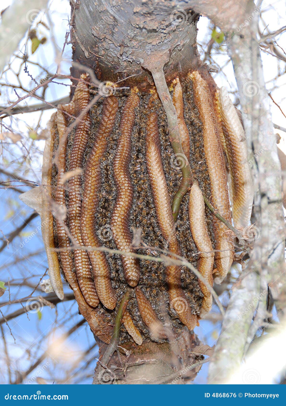 Colmena Natural En Un árbol Foto de archivo - Imagen de abejas ...