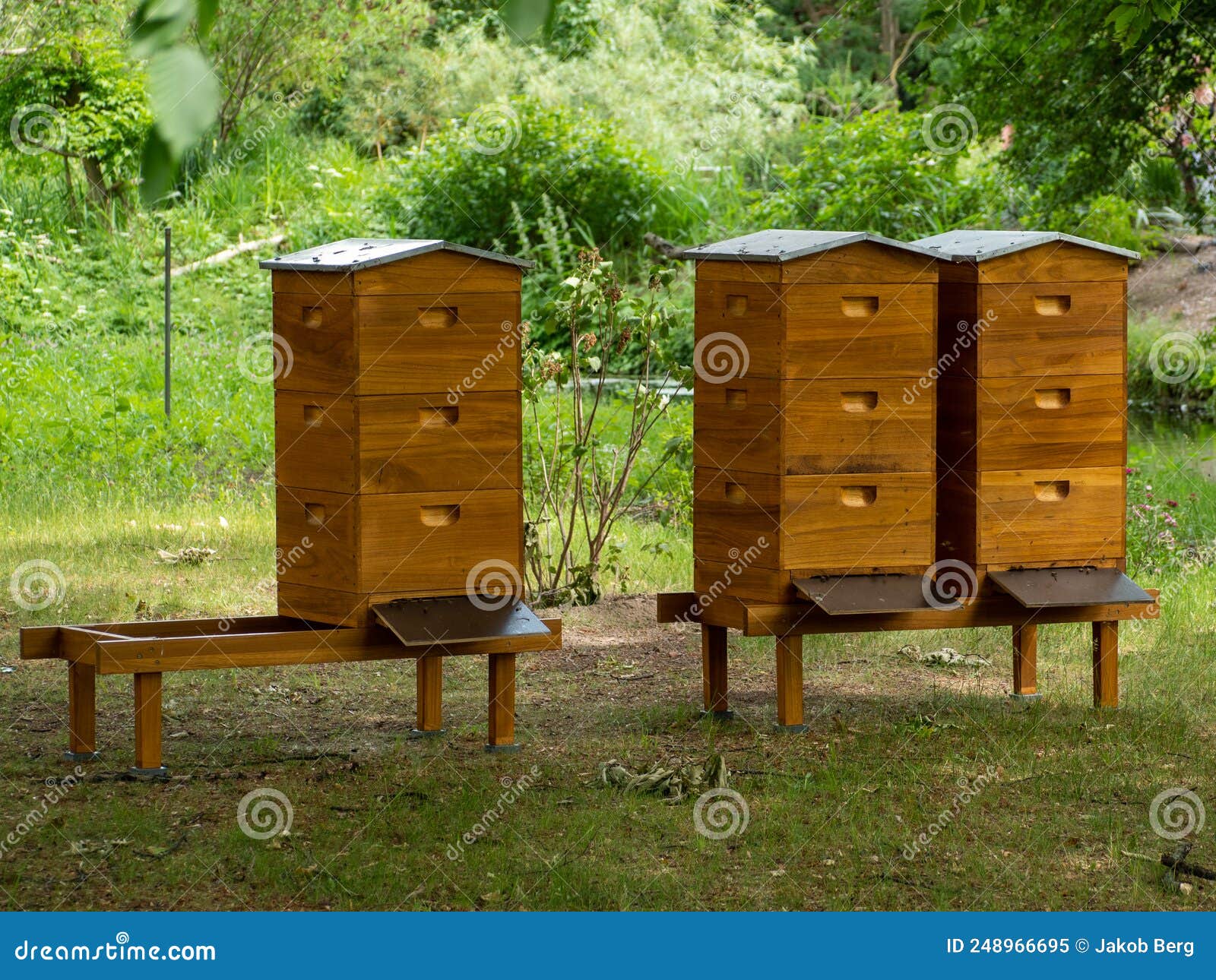 Colmenas De Abejas. Colmenas De Madera. Abejas Y Colmenas. Imagen de ...