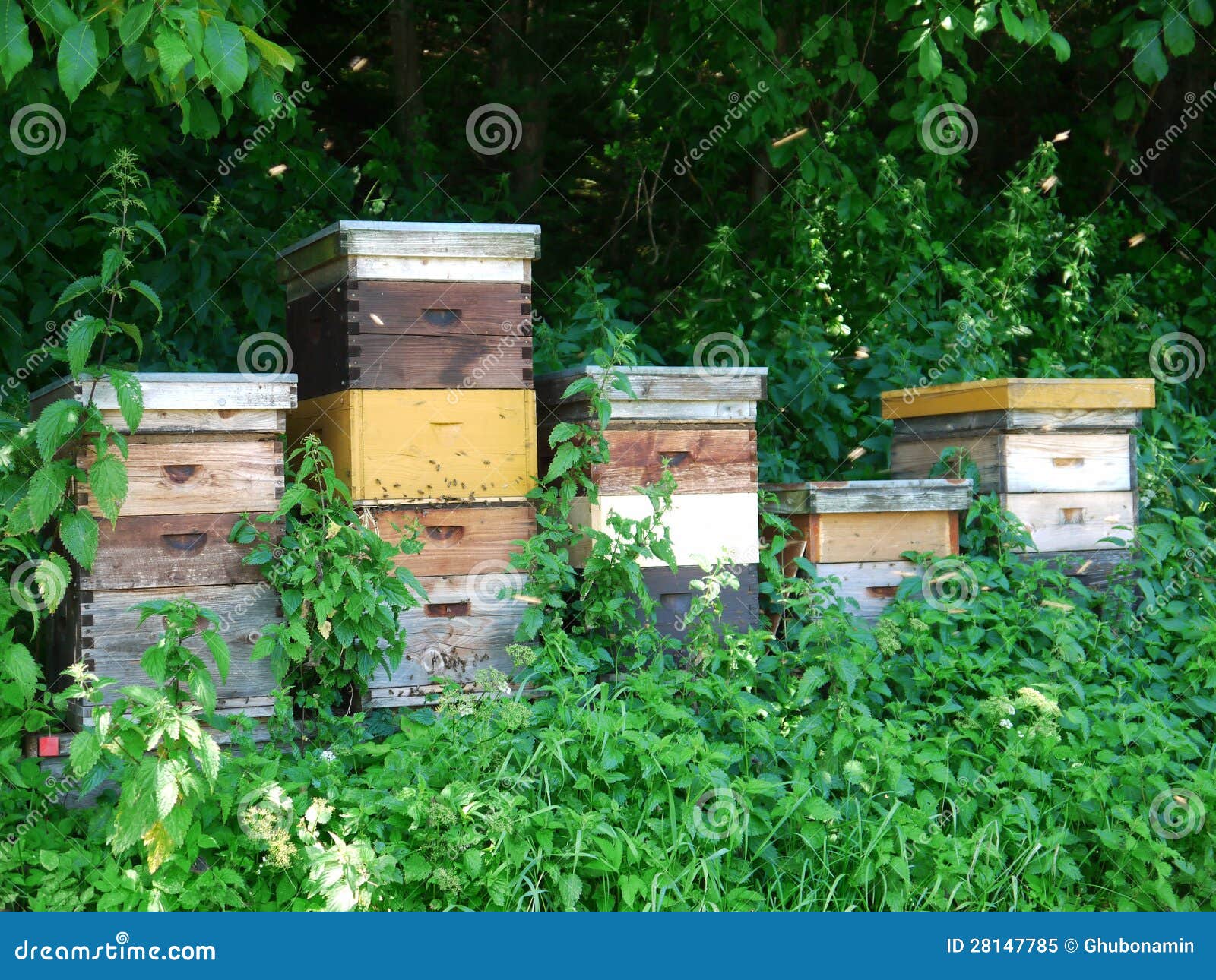 Colmenas De La Abeja De La Colmena Imagen de archivo - Imagen de hierba ...