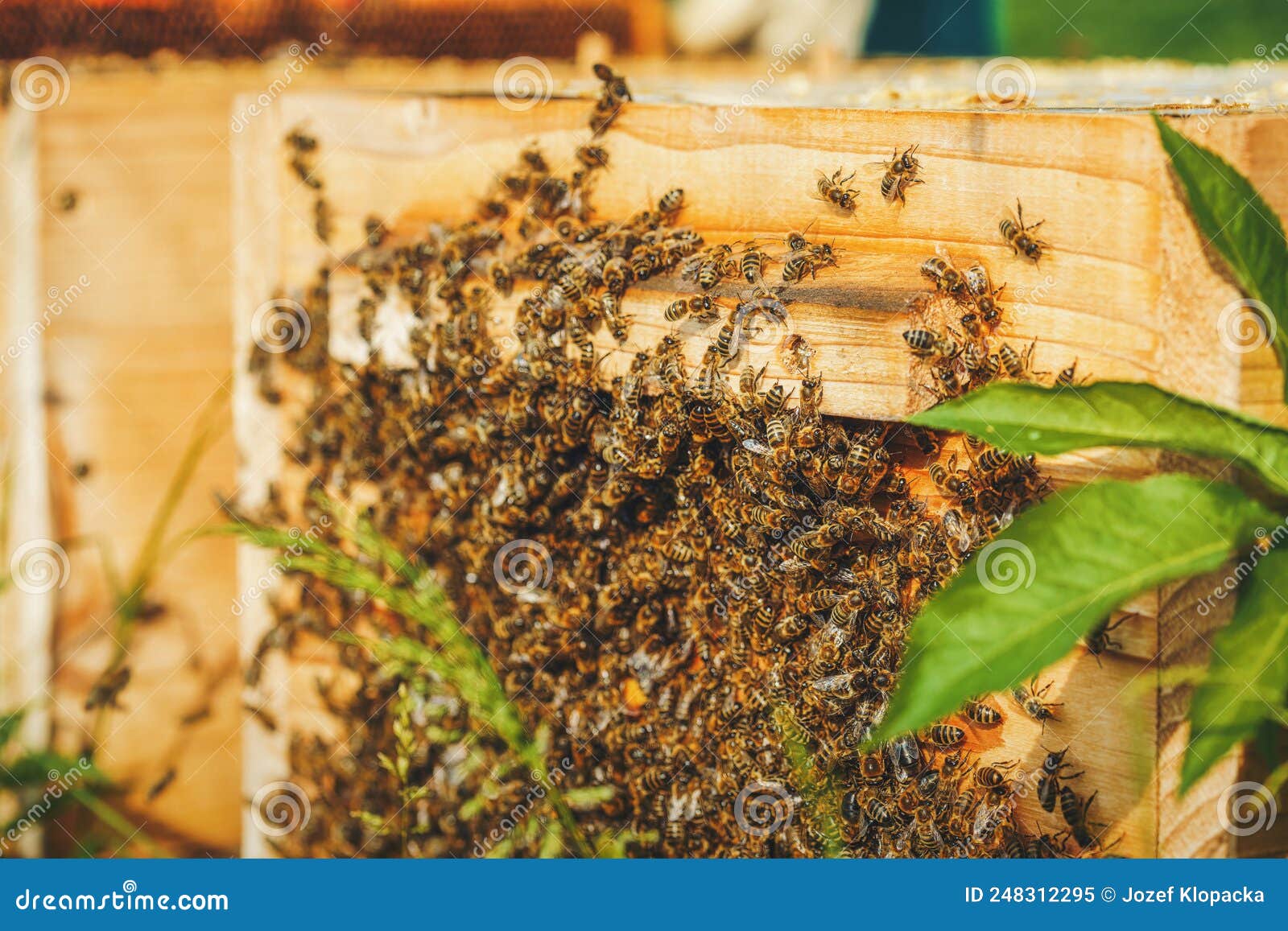 Colmenas De Madera De Abejas En El Colmenar. Imagen de archivo - Imagen ...