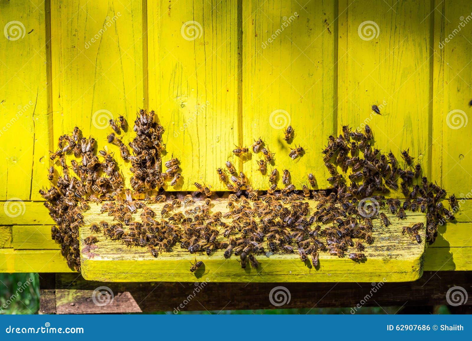 Colmenas De Madera En Verano Foto de archivo - Imagen de campo ...