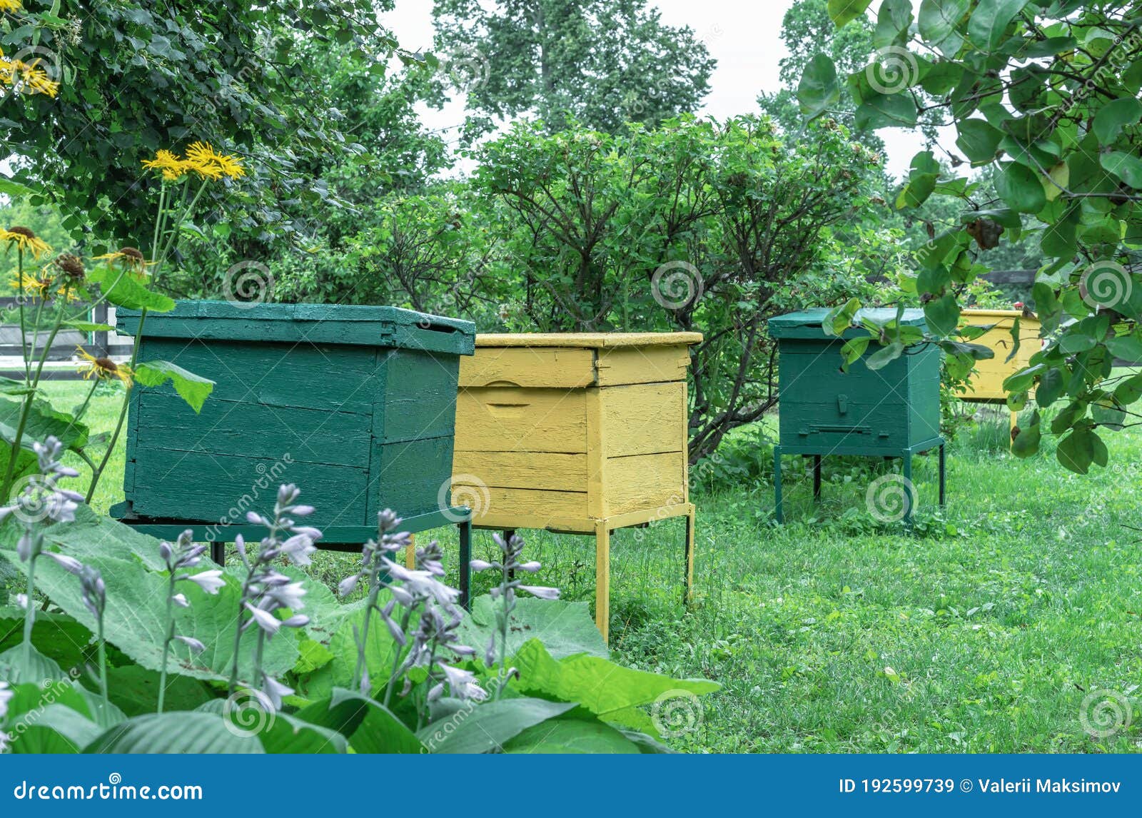 Colmenas De Madera Multicolor En Colmena De Abeja Imagen de archivo ...
