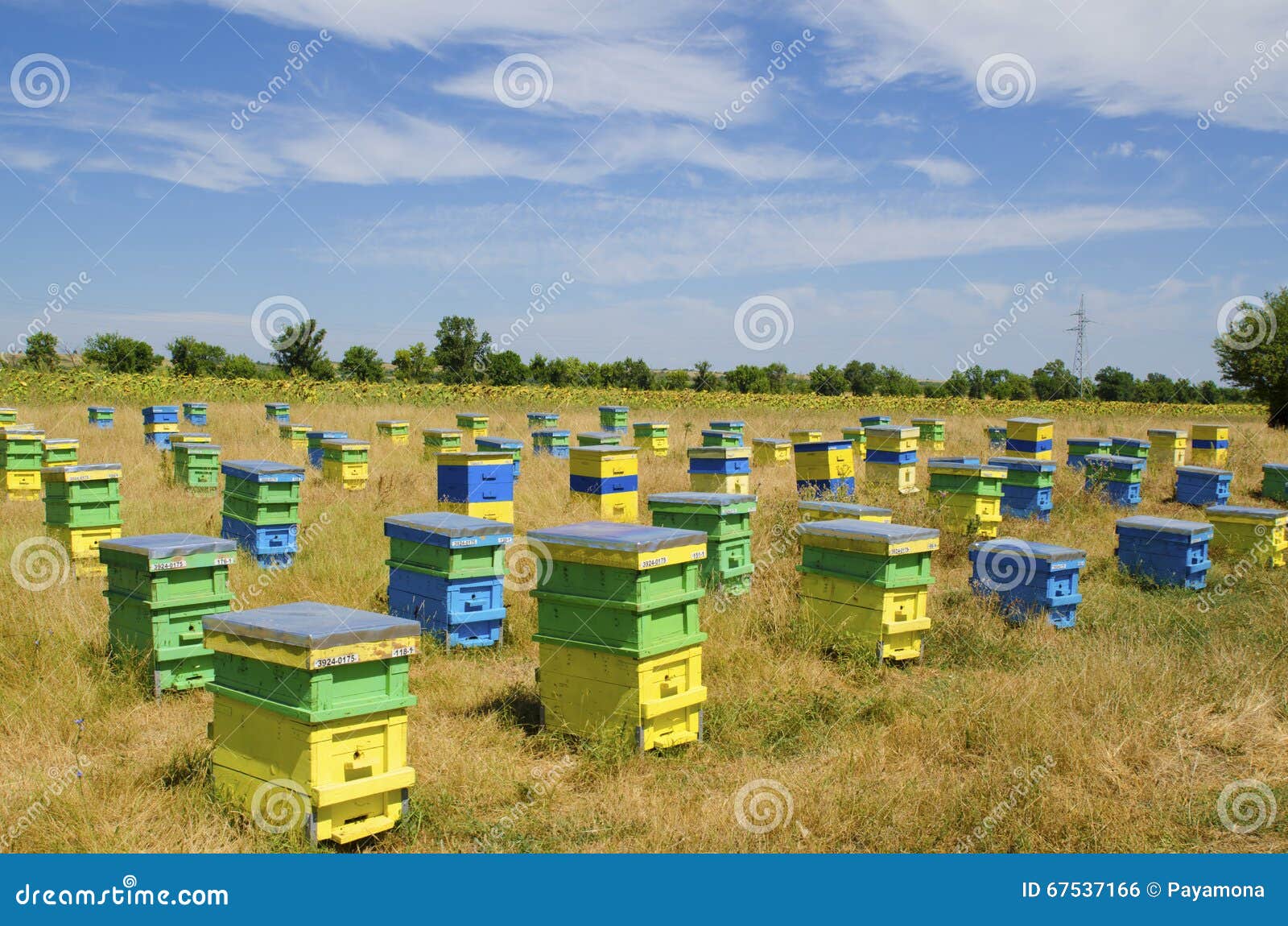 Colmenas en un campo foto de archivo. Imagen de cielo - 67537166