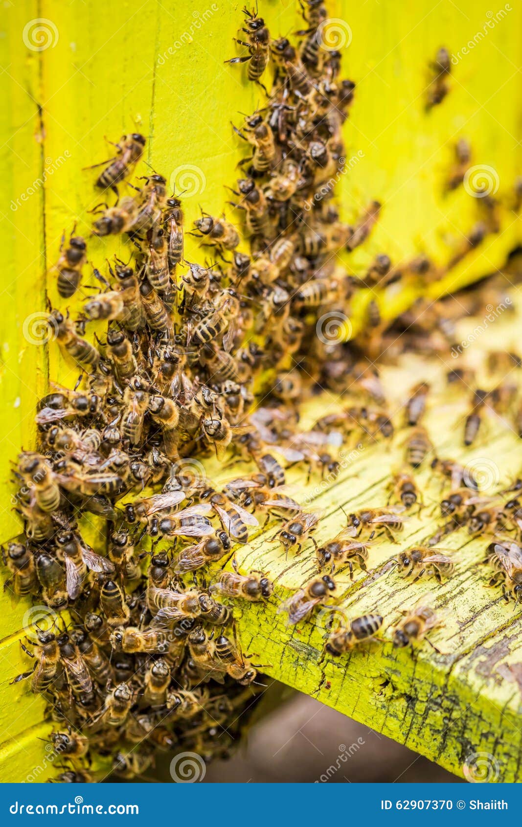 Colmenas Naturales Con Las Abejas Foto de archivo - Imagen de beeswax ...