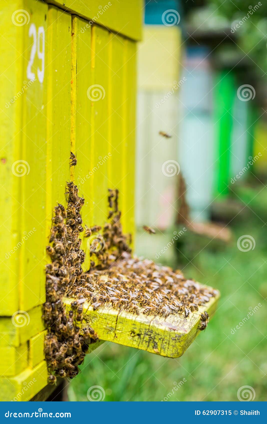 Colmenas Naturales En Campo Imagen de archivo - Imagen de apicultura ...