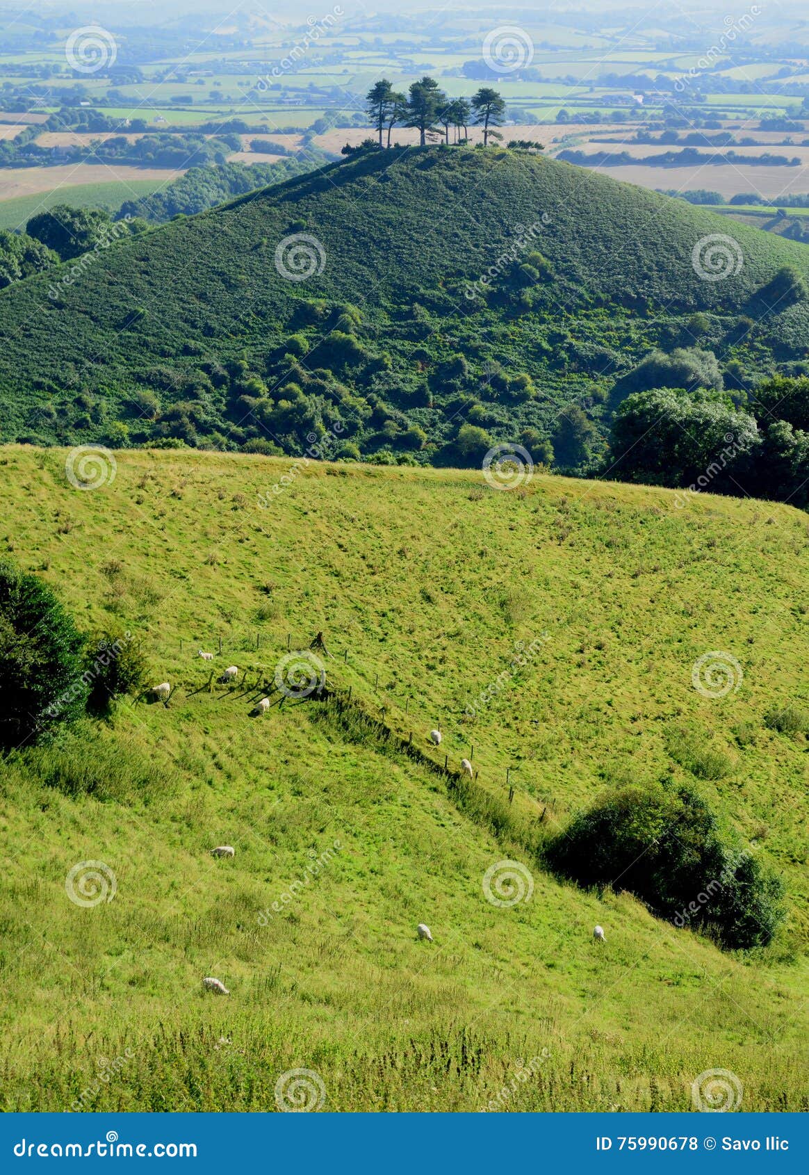 Colmer s Hill stock photo. Image of marshwood, europe - 75990678