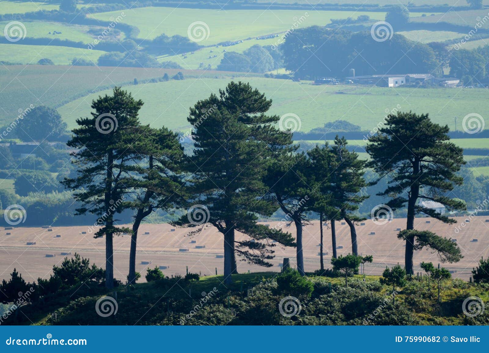 Colmer S Hill with Pine Trees Stock Photo - Image of beautiful, meadow ...