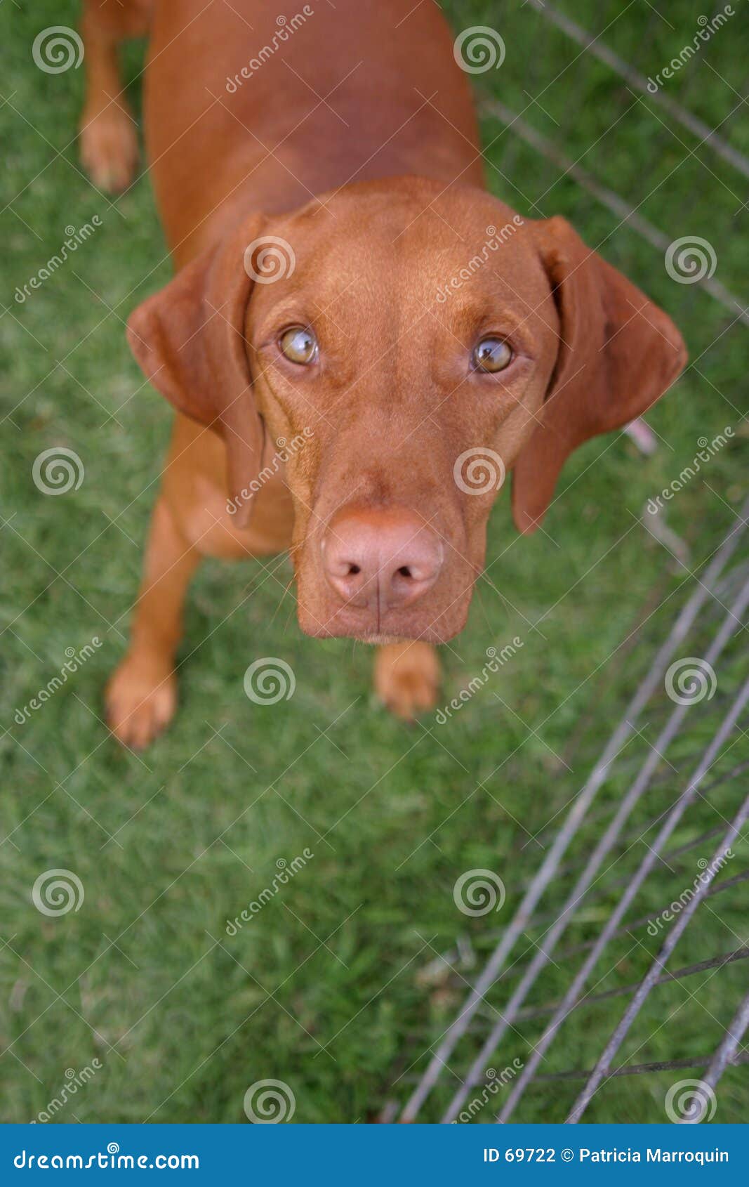 Colmillo Con Los Ojos Abiertos Foto de archivo - Imagen de perro ...