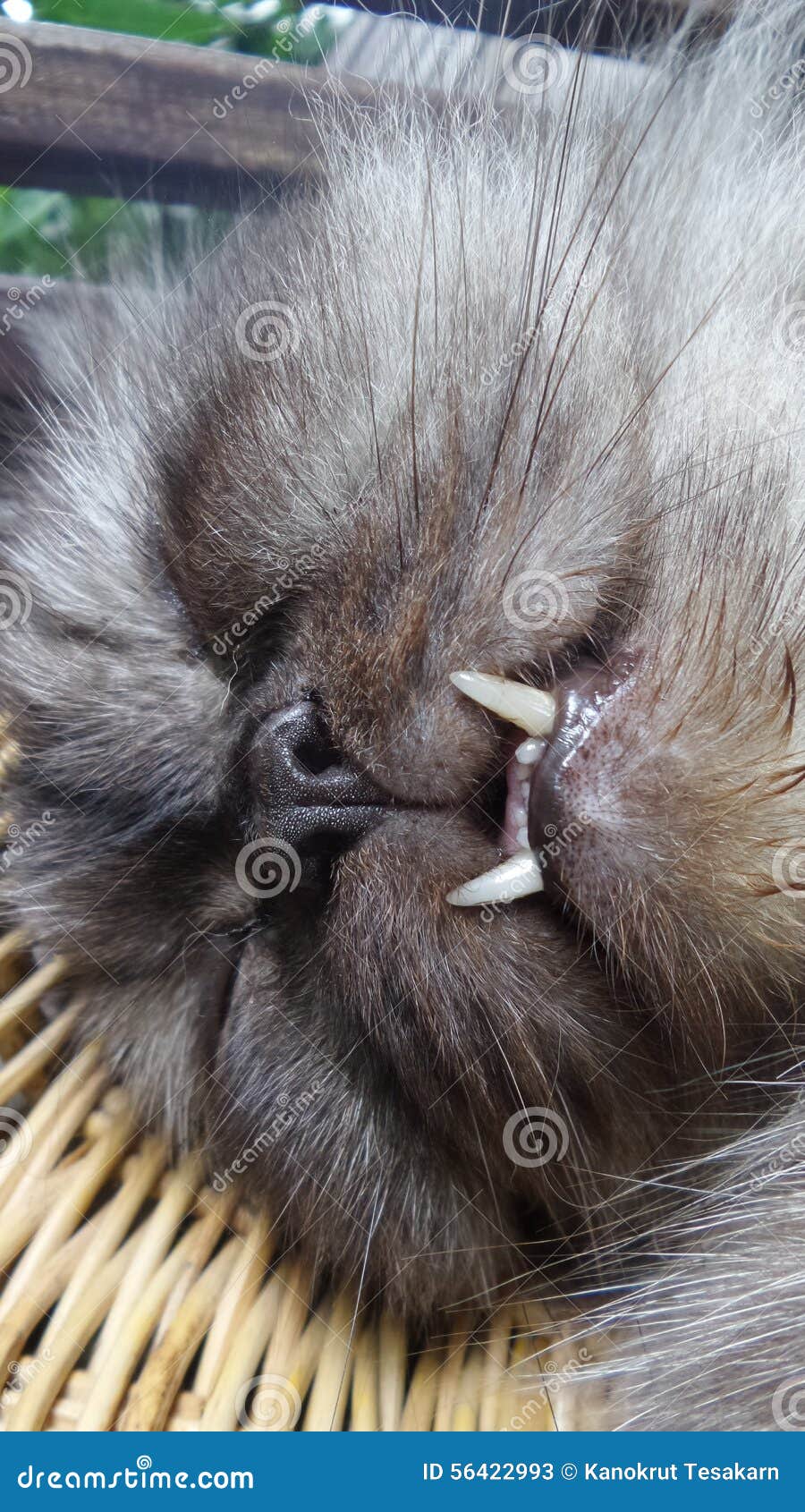 Colmillo del gato imagen de archivo. Imagen de sostenido - 56422993
