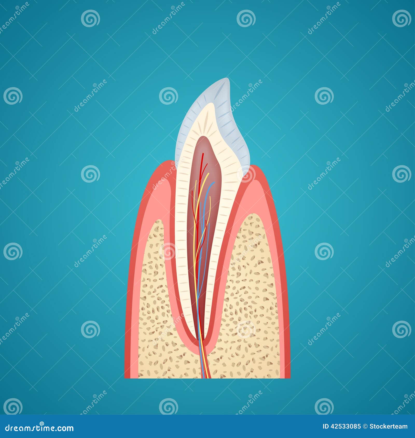 Colmillo humano en corte ilustración del vector. Ilustración de higiene ...