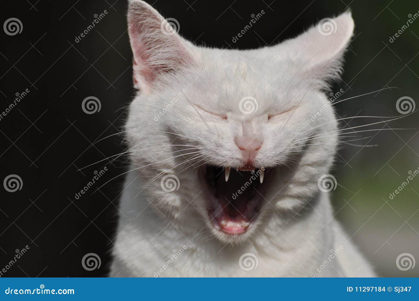 Colmillos foto de archivo. Imagen de dientes, mascota - 11297184