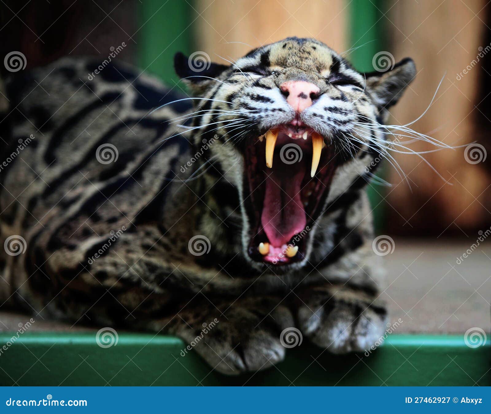 Colmillos imagen de archivo. Imagen de jaula, colmillos - 27462927