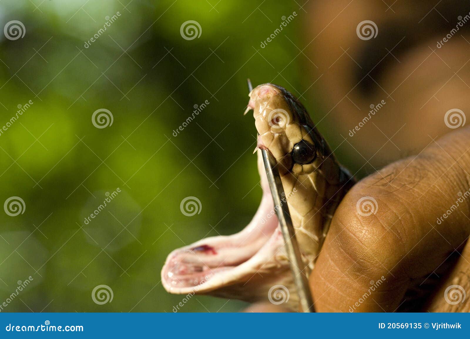 Colmillos de la cobra imagen de archivo. Imagen de serpientes - 20569135