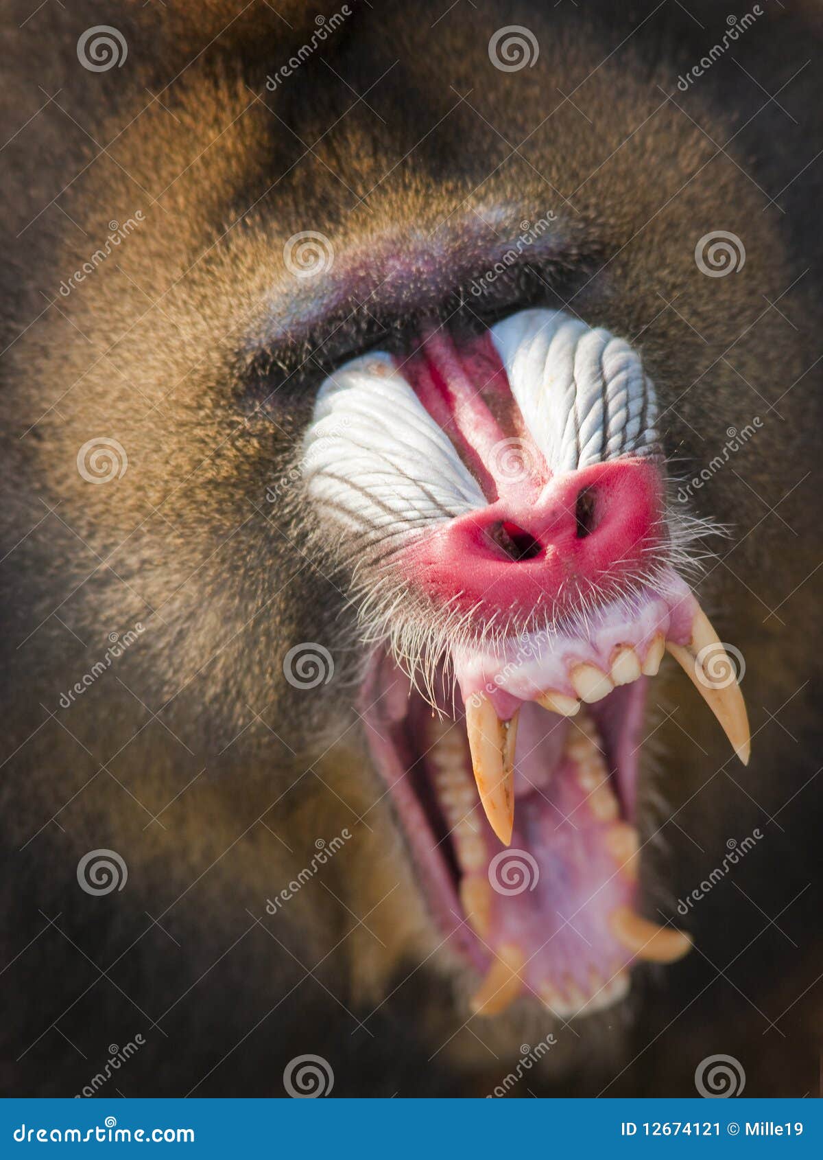 Colmillos De Mandrill Imagen de archivo - Imagen: 12674121