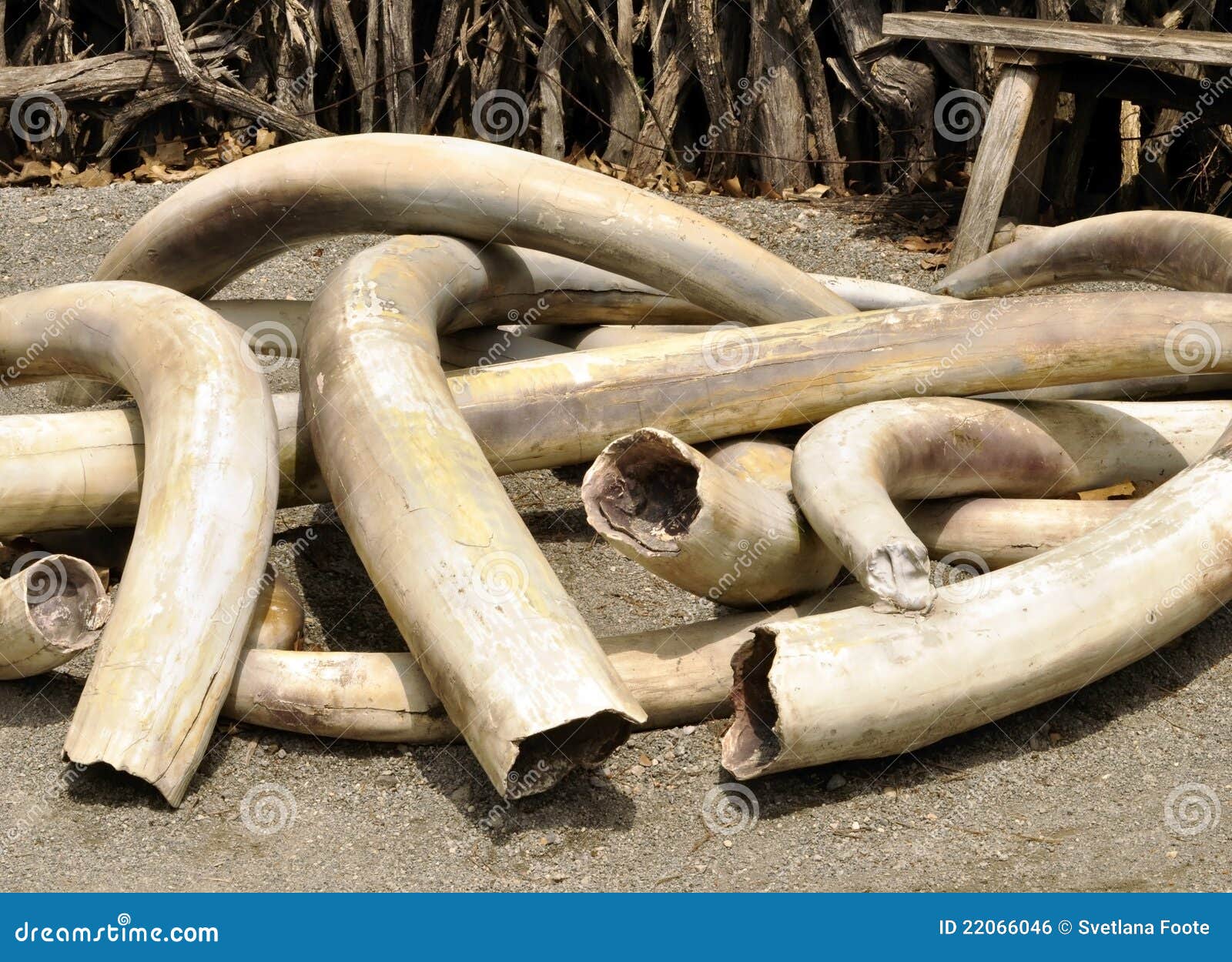 Colmillos de marfil foto de archivo. Imagen de africano - 22066046
