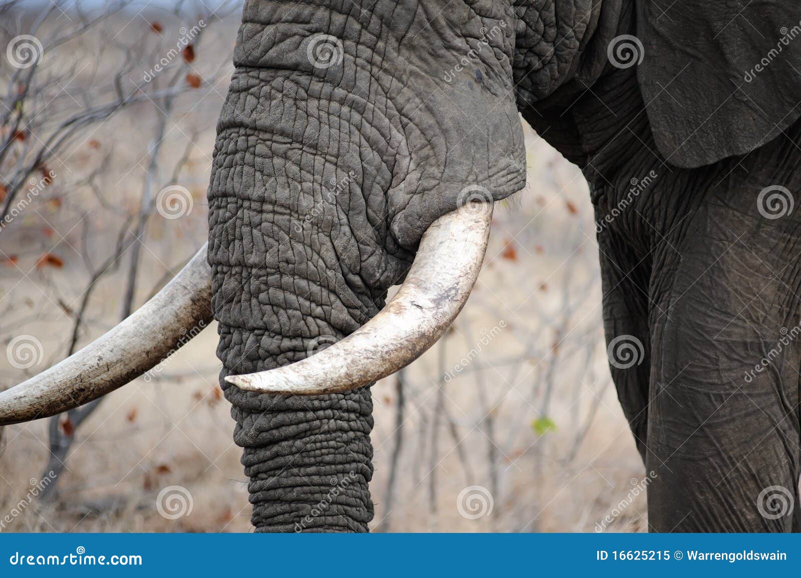 Colmillos del elefante imagen de archivo. Imagen de endangered - 16625215