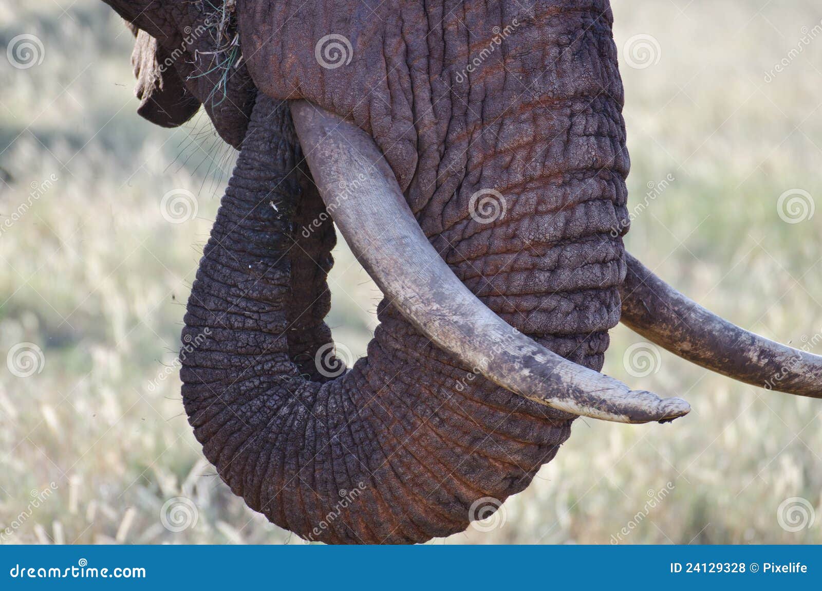 Colmillos del elefante foto de archivo. Imagen de viejo - 24129328