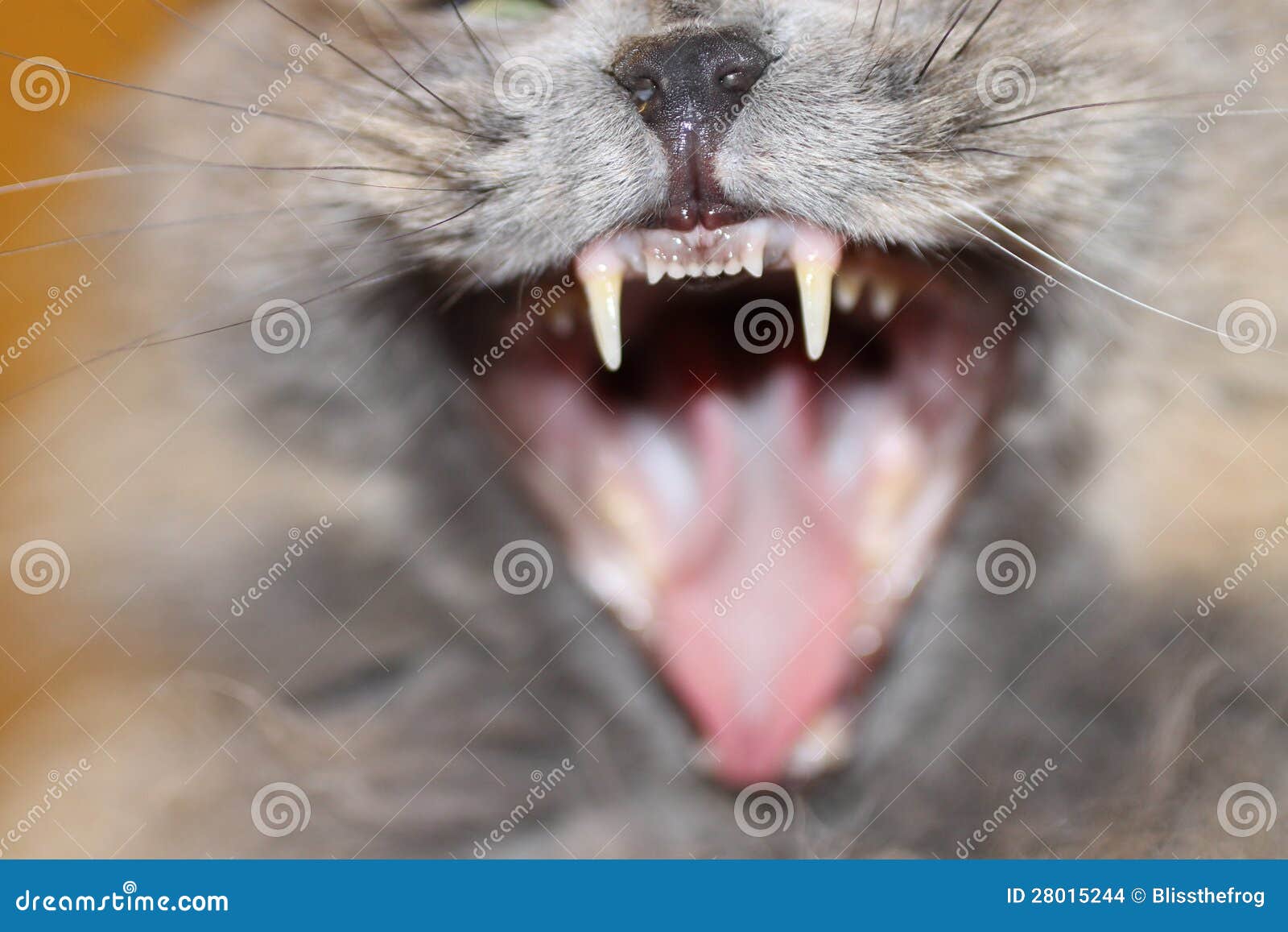 Colmillos del gato foto de archivo. Imagen de felino - 28015244