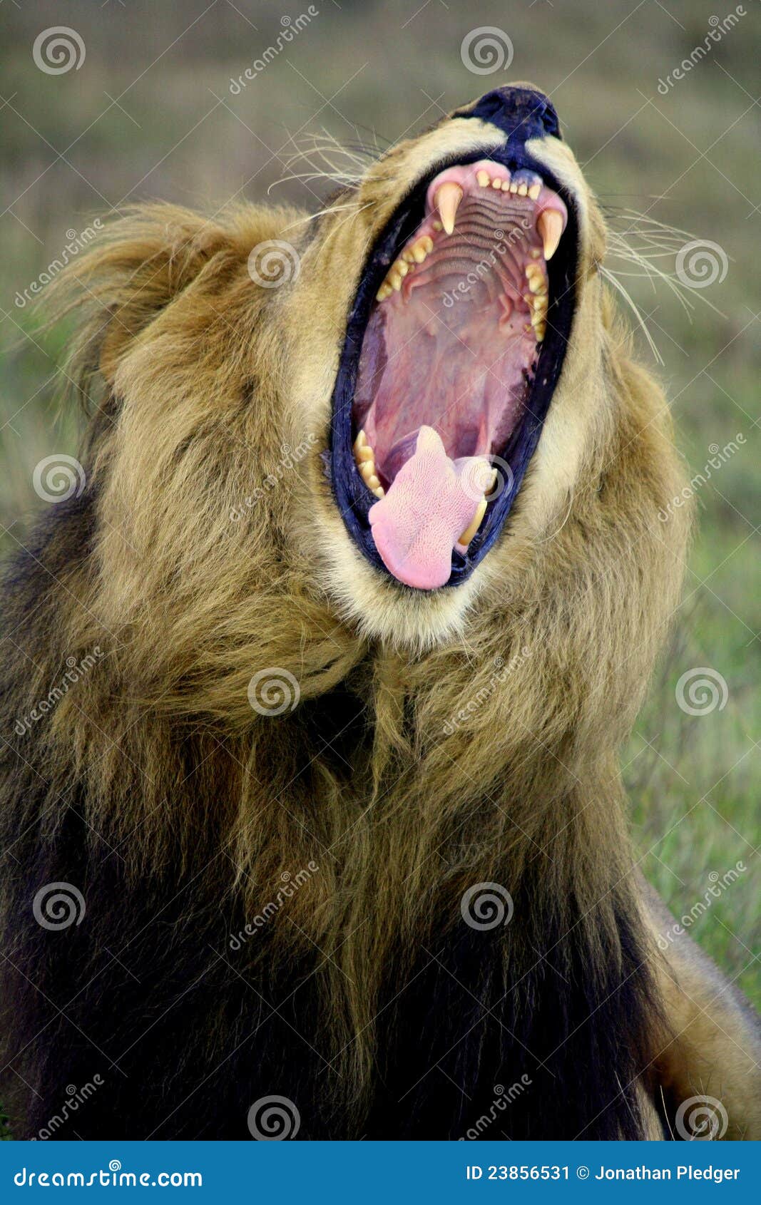 Colmillos del león imagen de archivo. Imagen de juego - 23856531